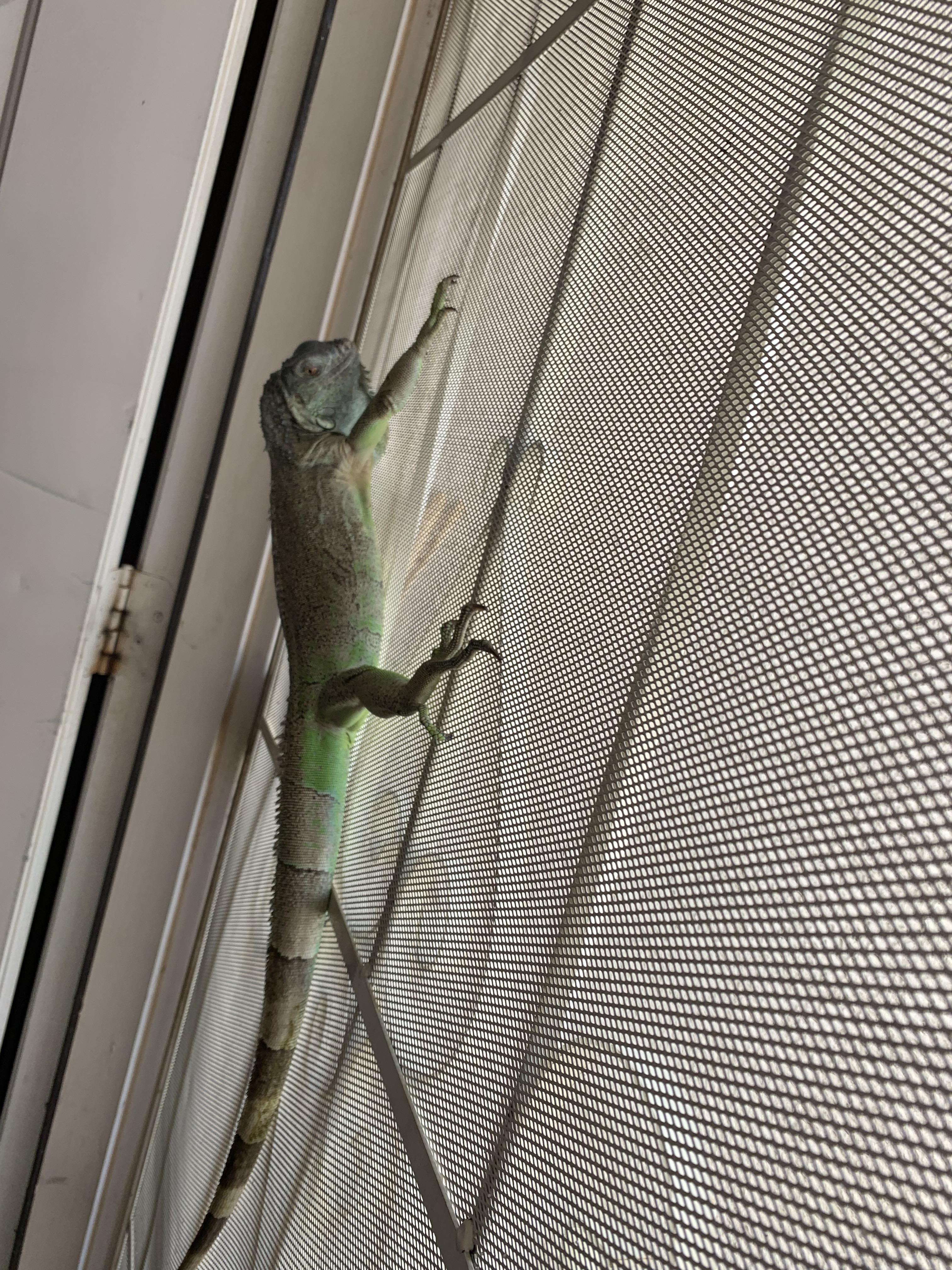 My iguana | Scrolller