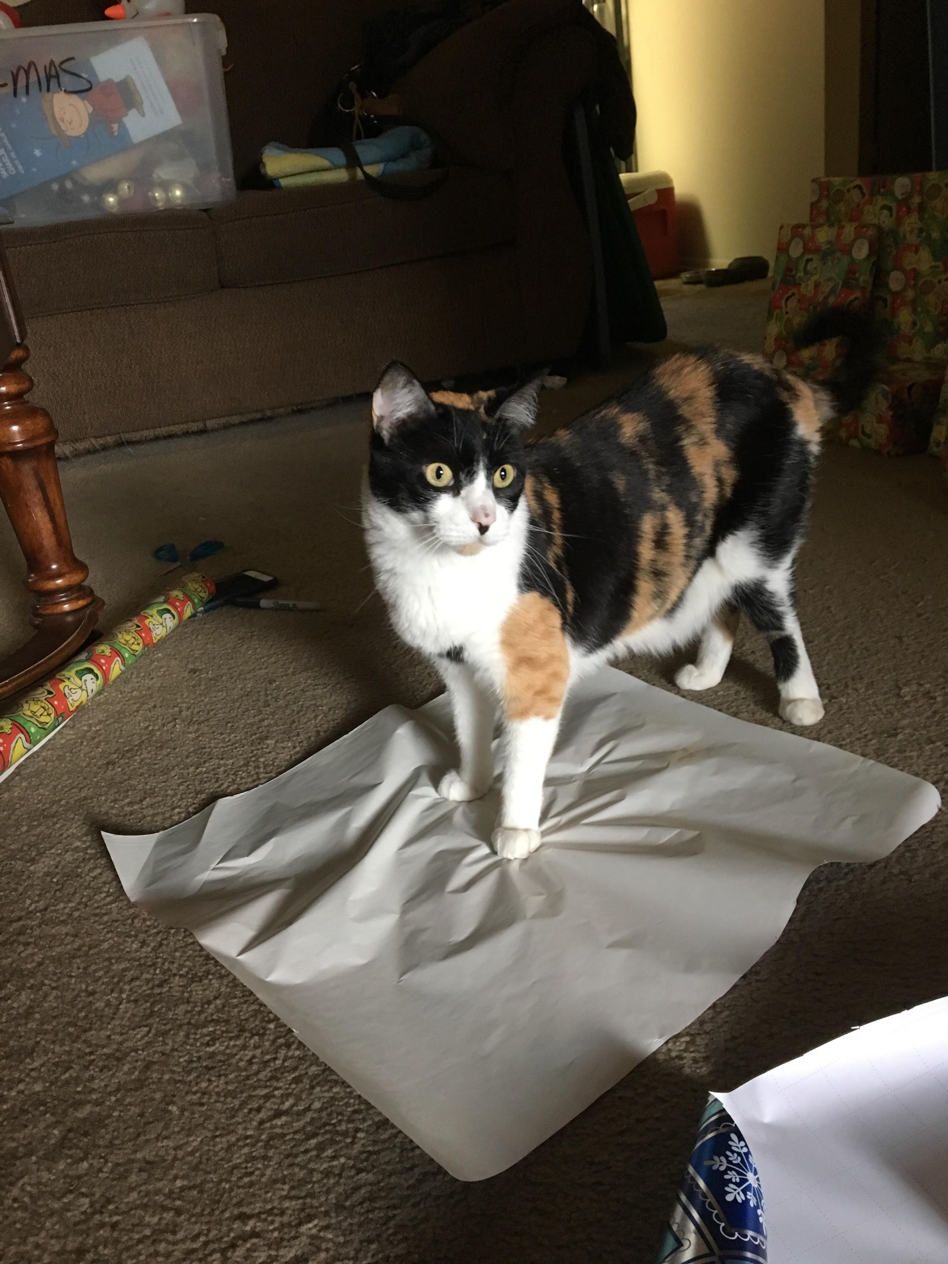 My kitler | Scrolller