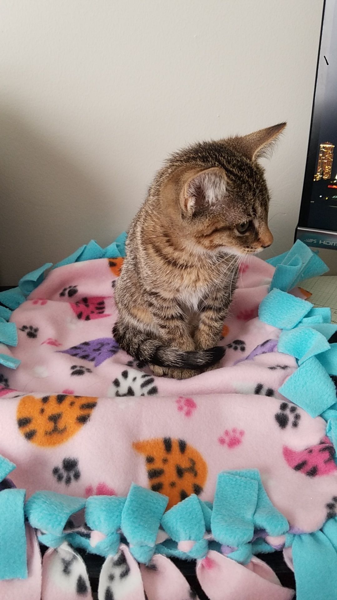 My kitten the day I brought him home | Scrolller