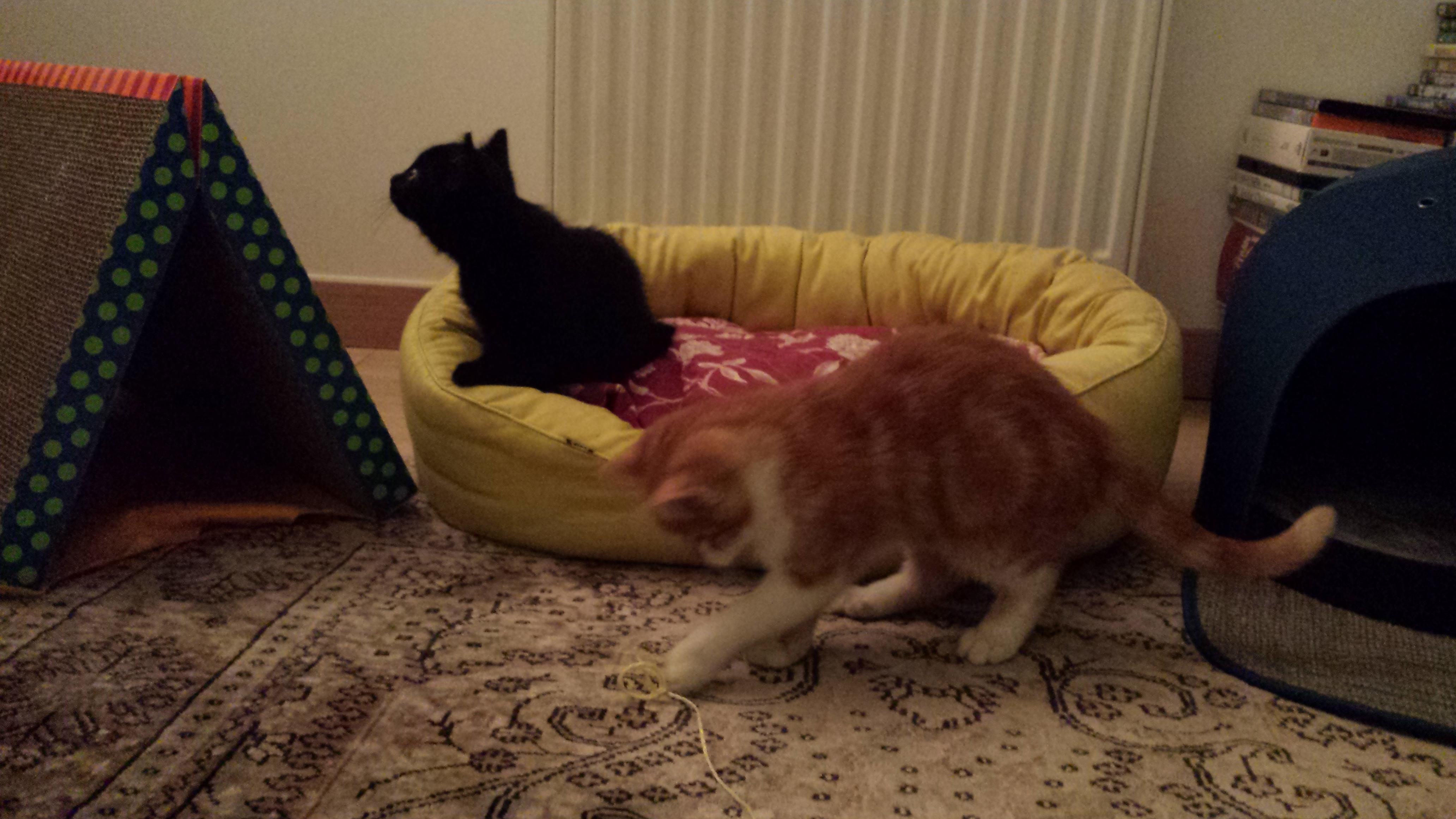 my kittens ;) | Scrolller