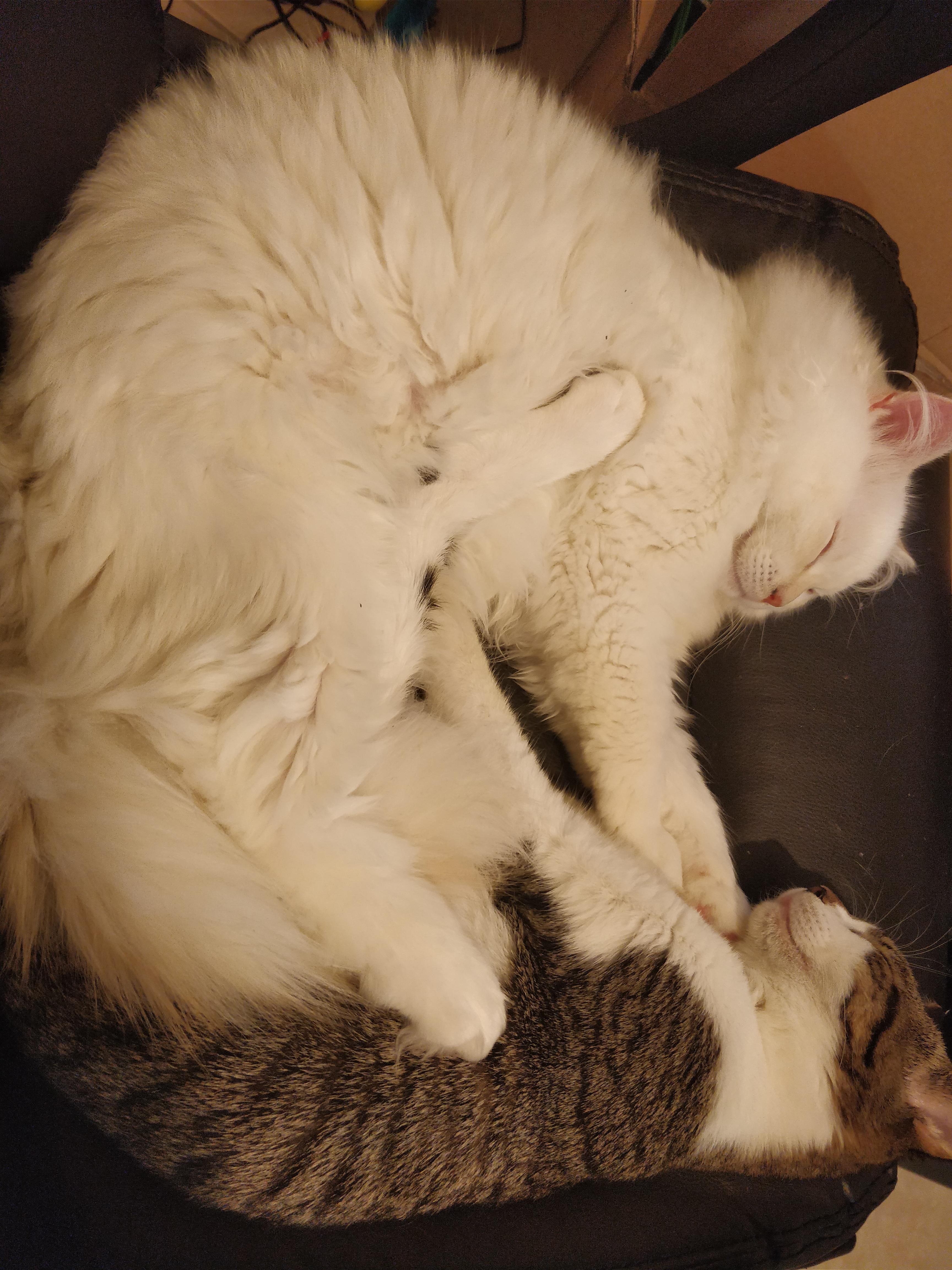 My kittens, Charm and Strange, napping together. | Scrolller