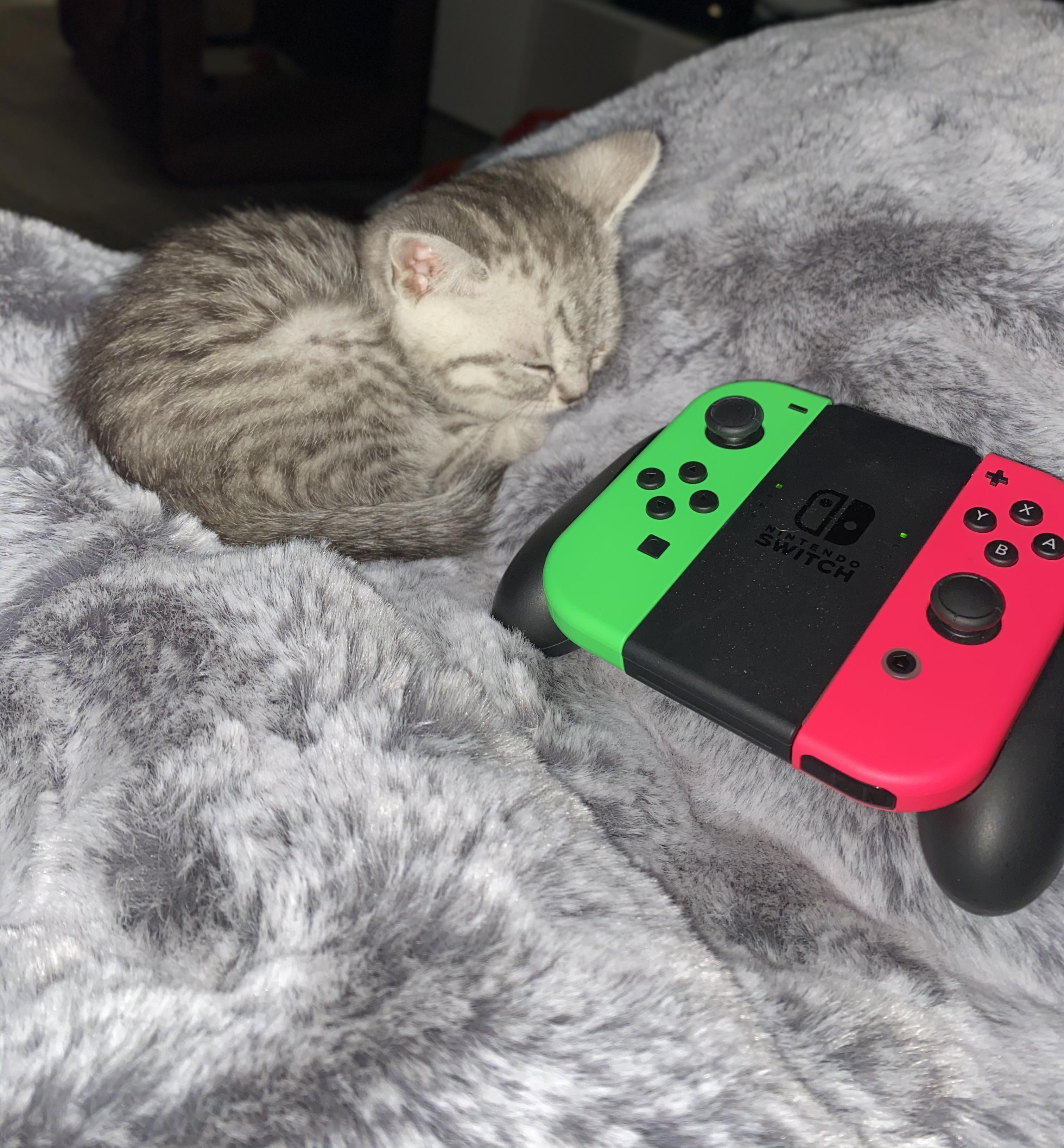 my kitty is smaller than the switch controller | Scrolller