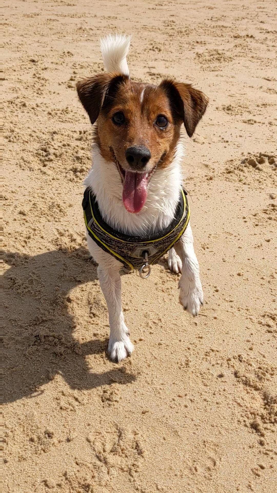 My lil buddy loves the beach 🙂 | Scrolller
