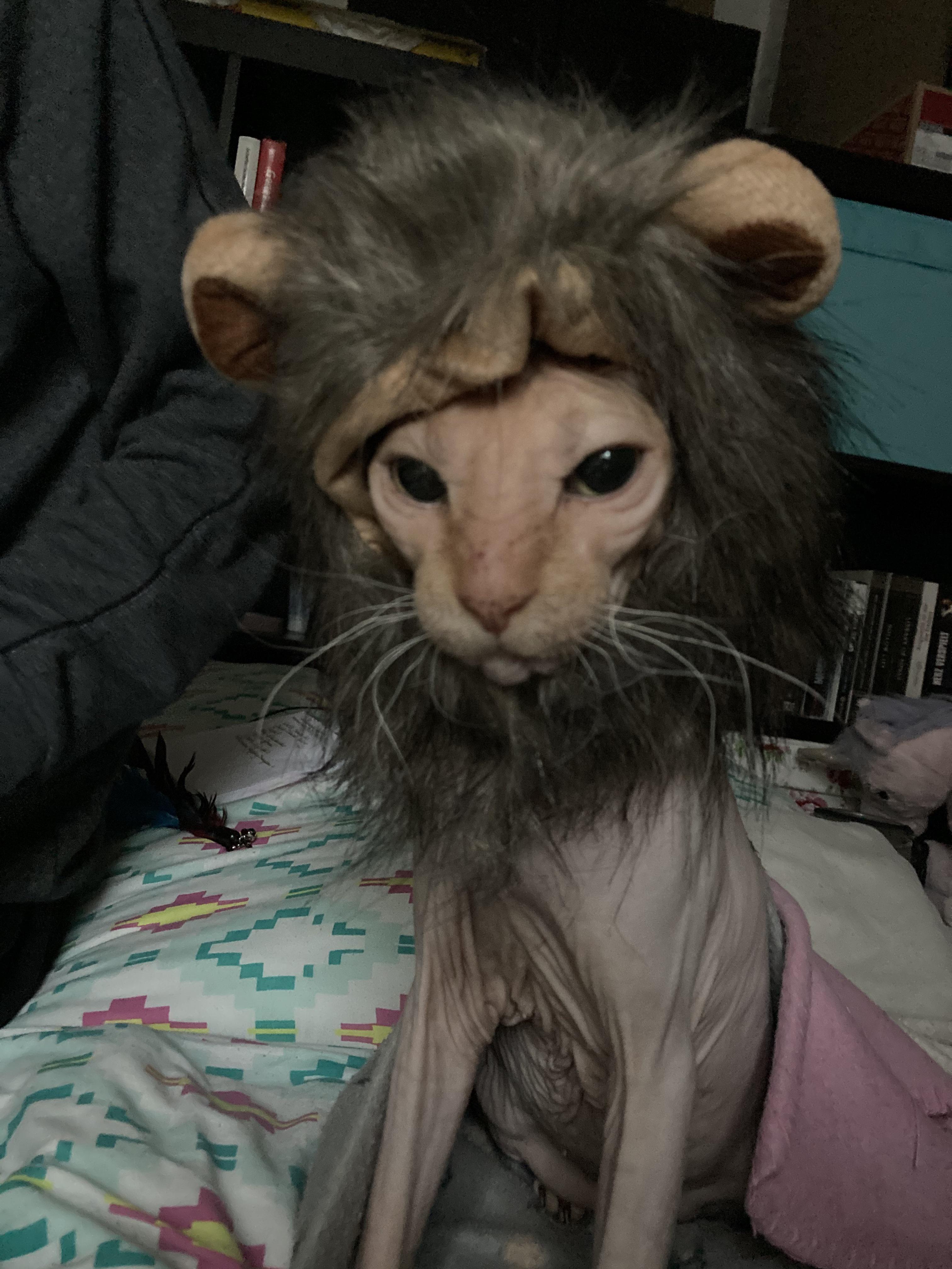 My lion looks kinda shaved. | Scrolller