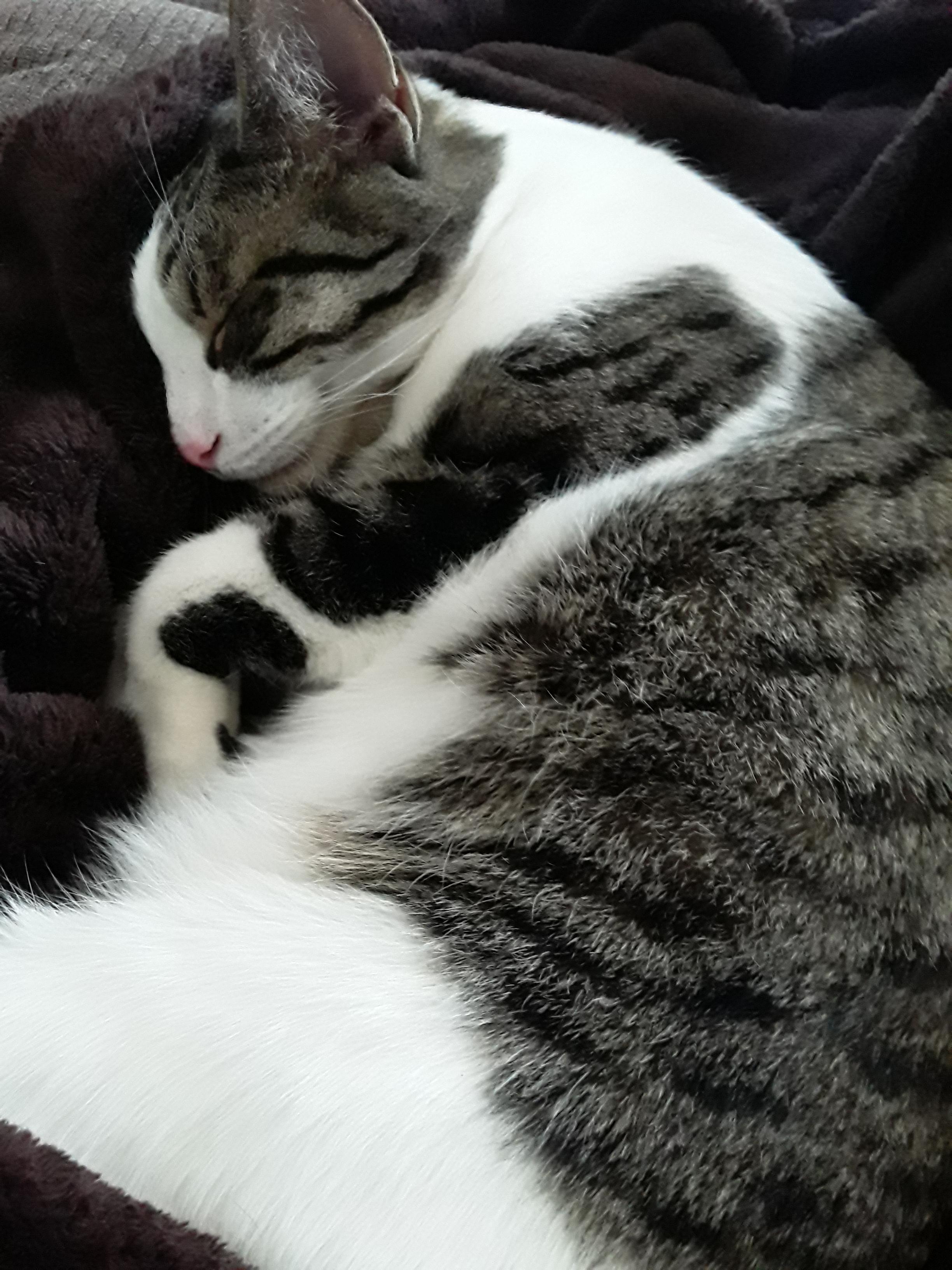 My little beany bear sleeping. | Scrolller