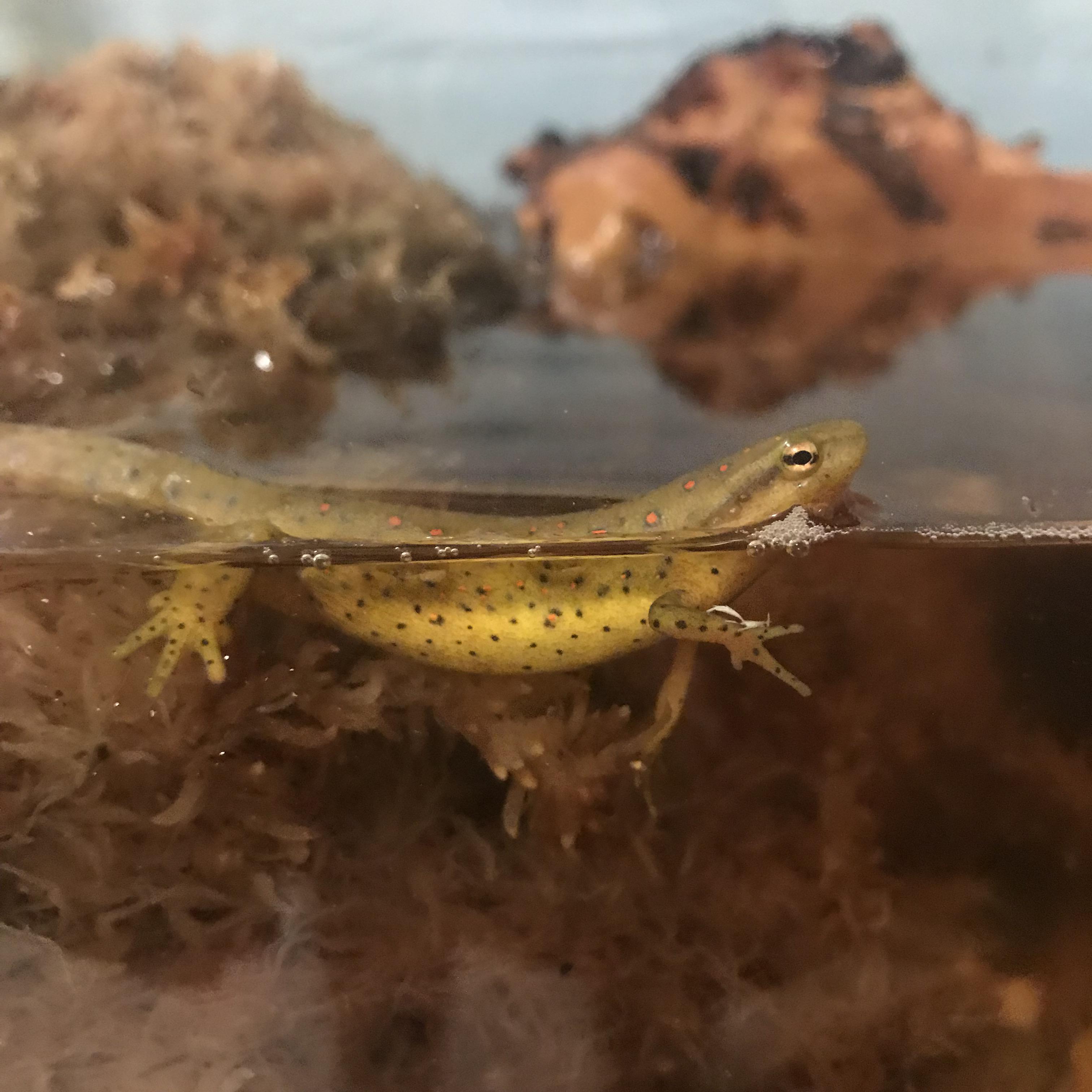 My little boy Fig! He’s an Eastern Red Spotted Newt | Scrolller