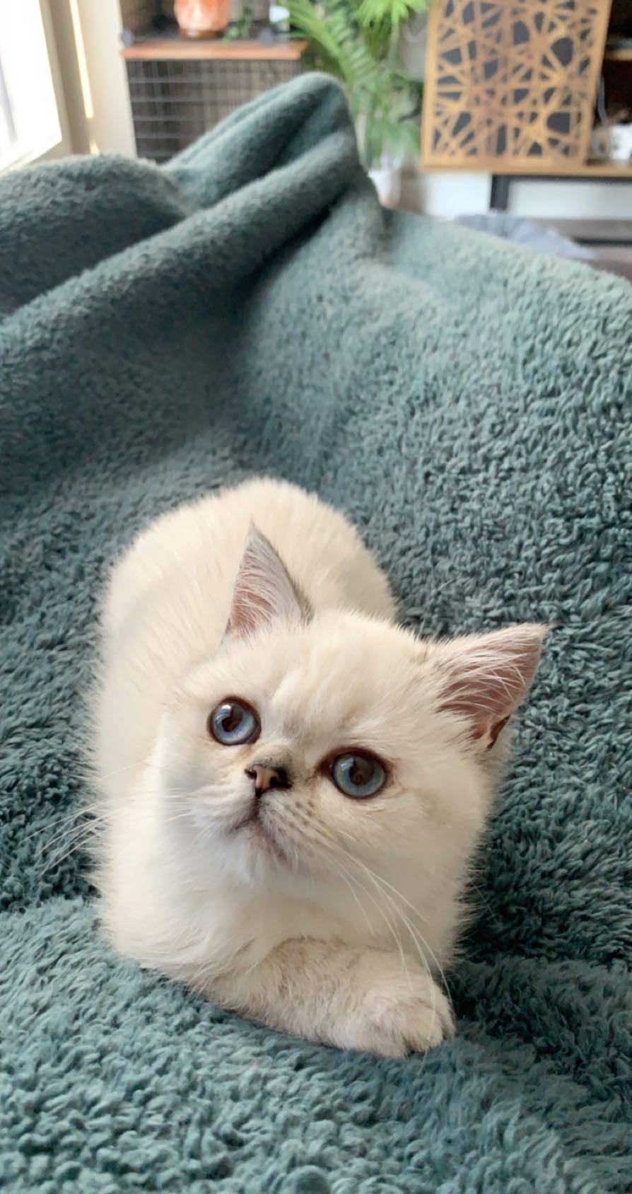 My little brat Effie 💜 | Scrolller