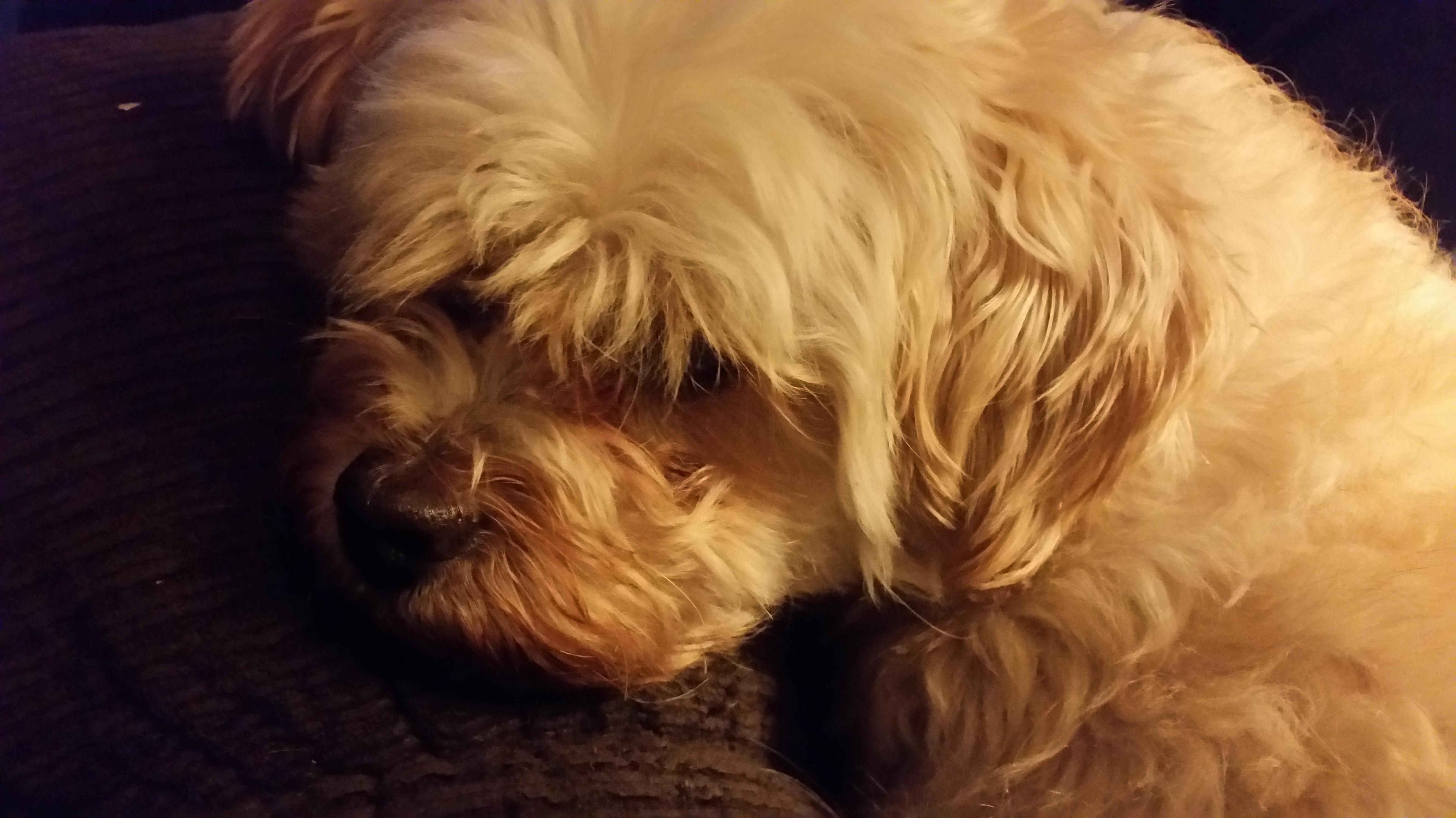 My little buddy is tired. Say hello to Ralphie!! | Scrolller