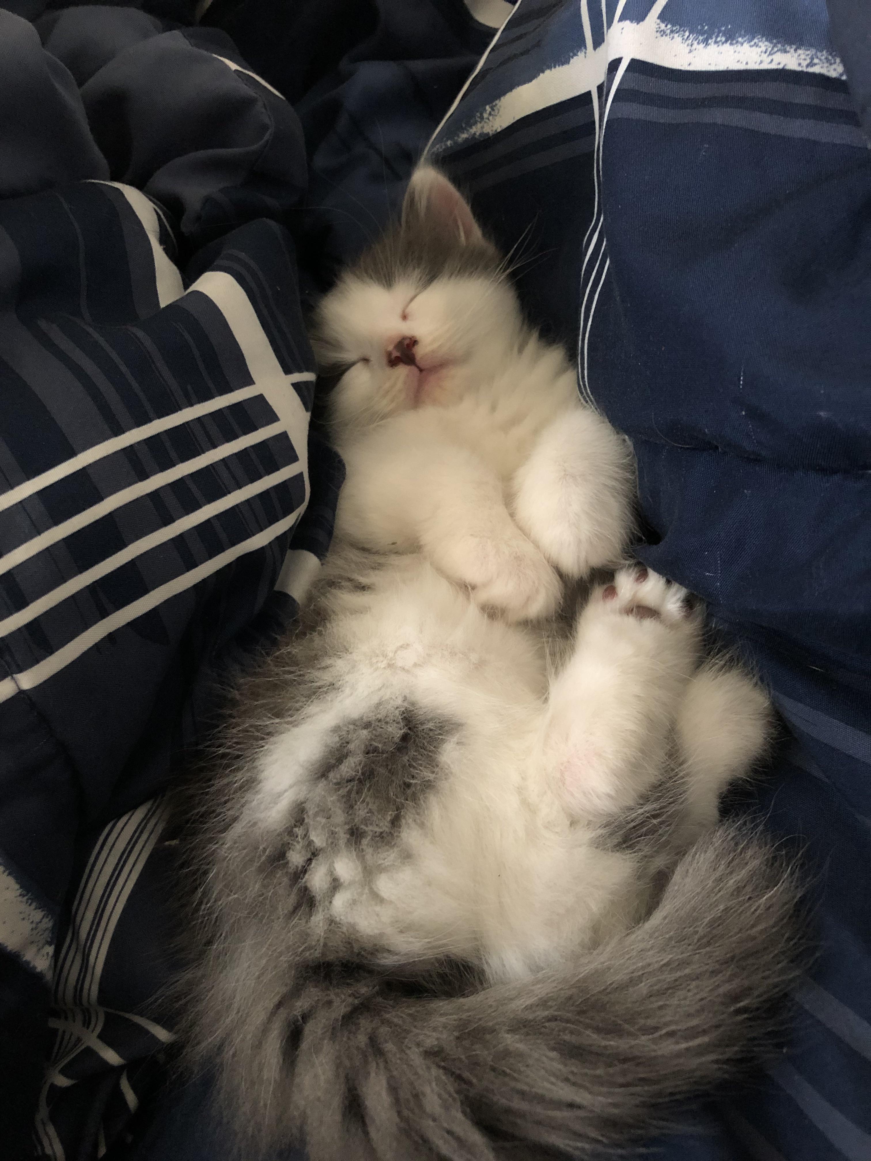 My little fluff butt ft. fluffy tail and toe beans | Scrolller