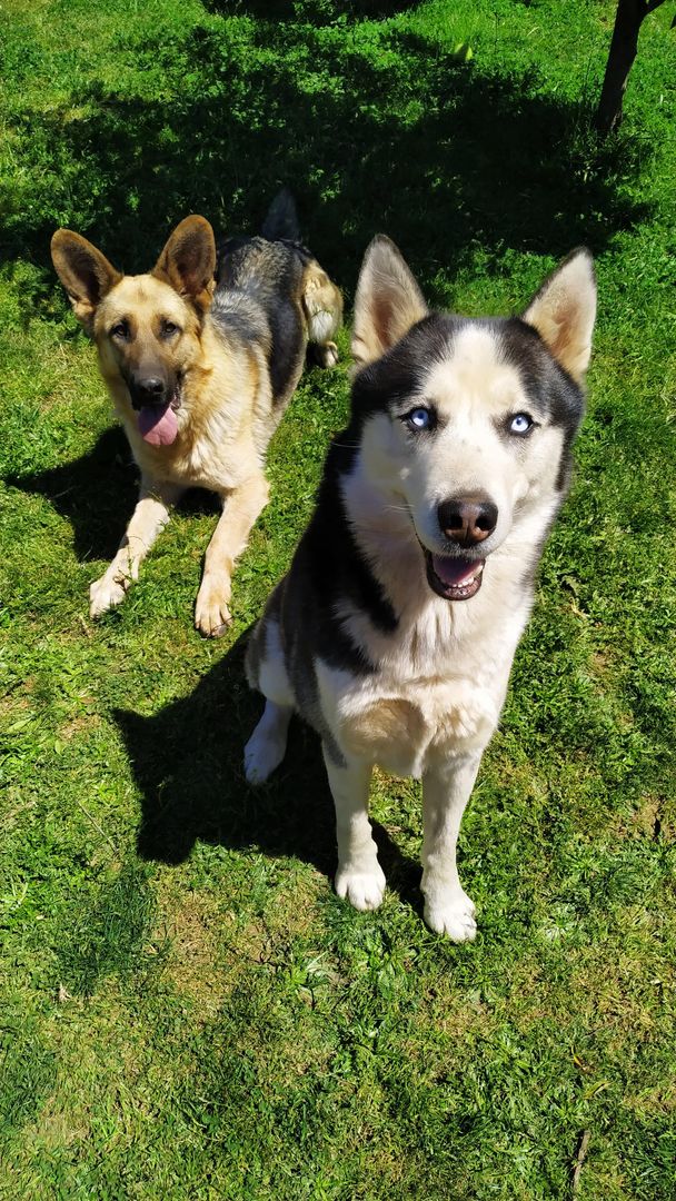 My little girl and her husky friend | Scrolller