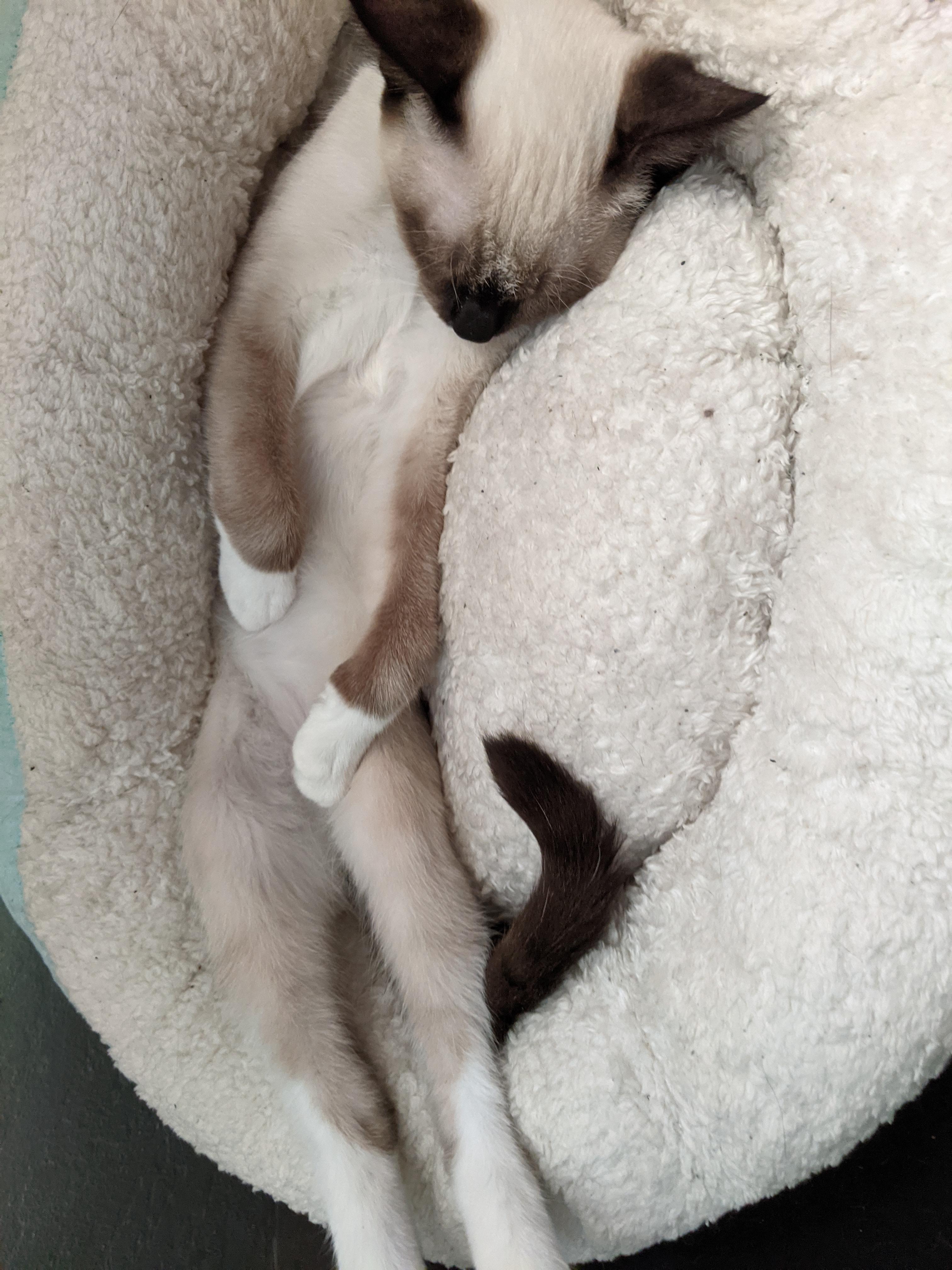 My little goober | Scrolller