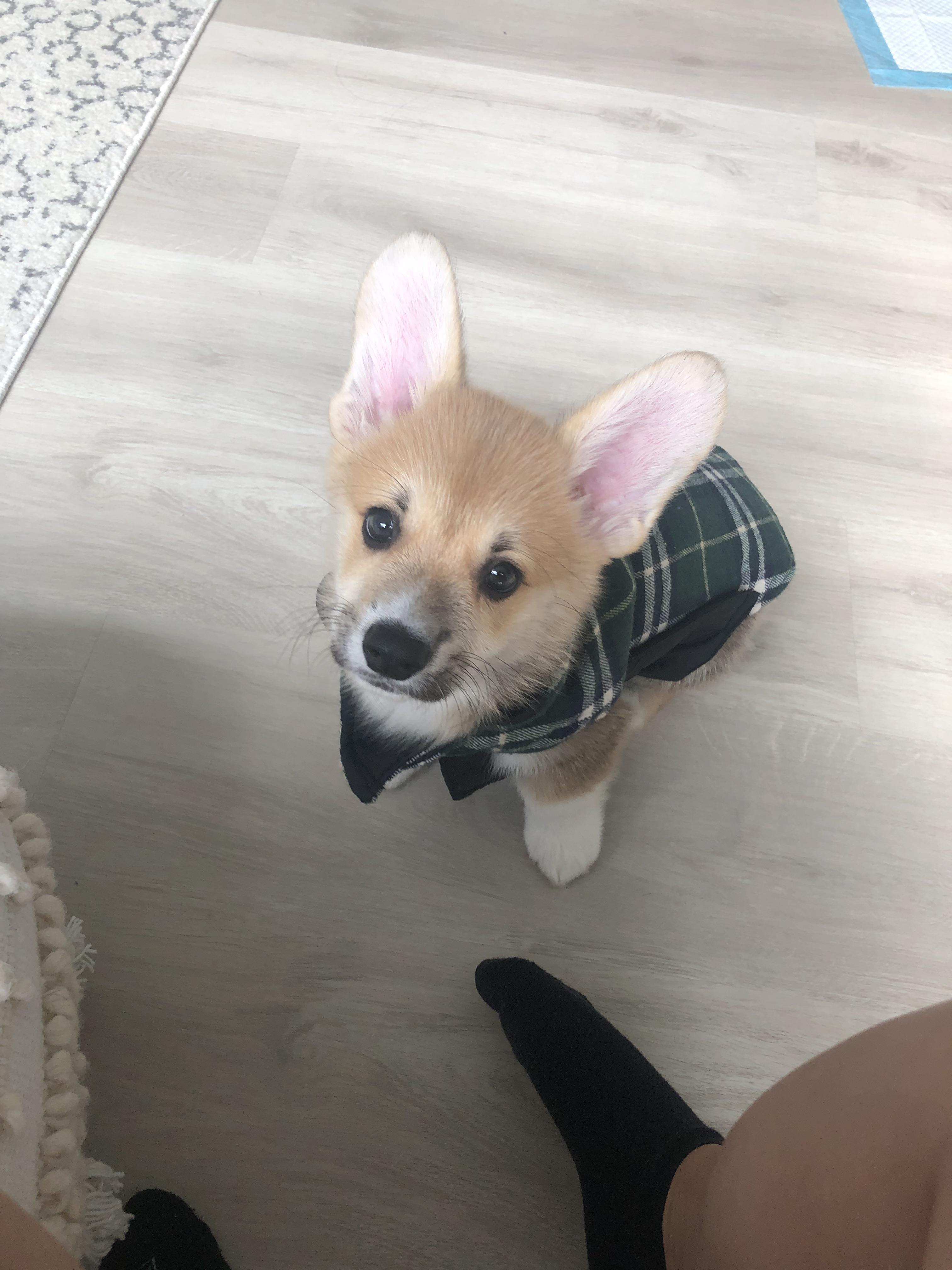 My little man Pluto | Scrolller