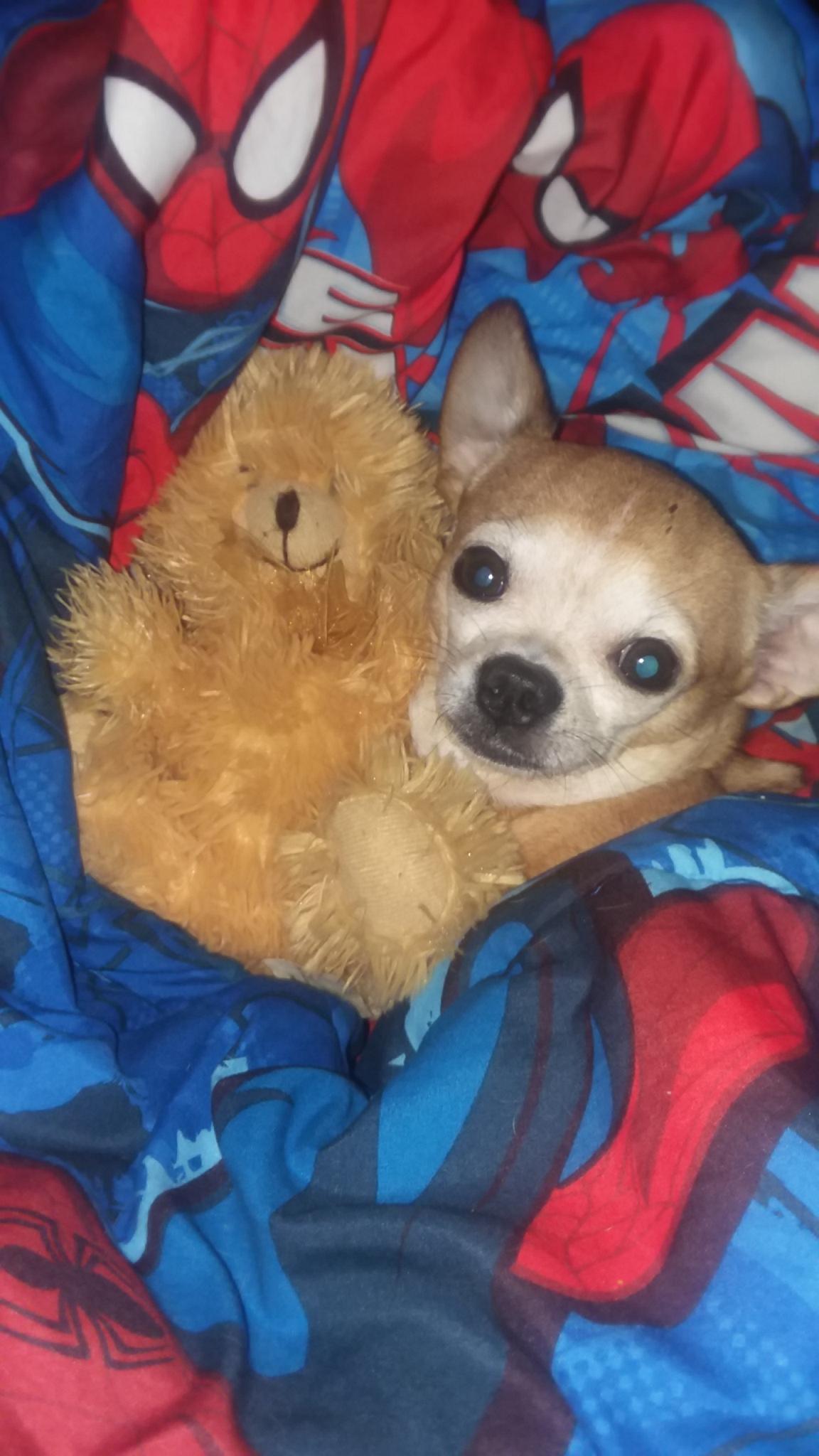 My little Pupper | Scrolller