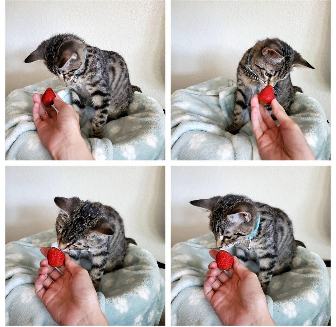 My little Strawberry Patch Kitten 🍓😸 | Scrolller