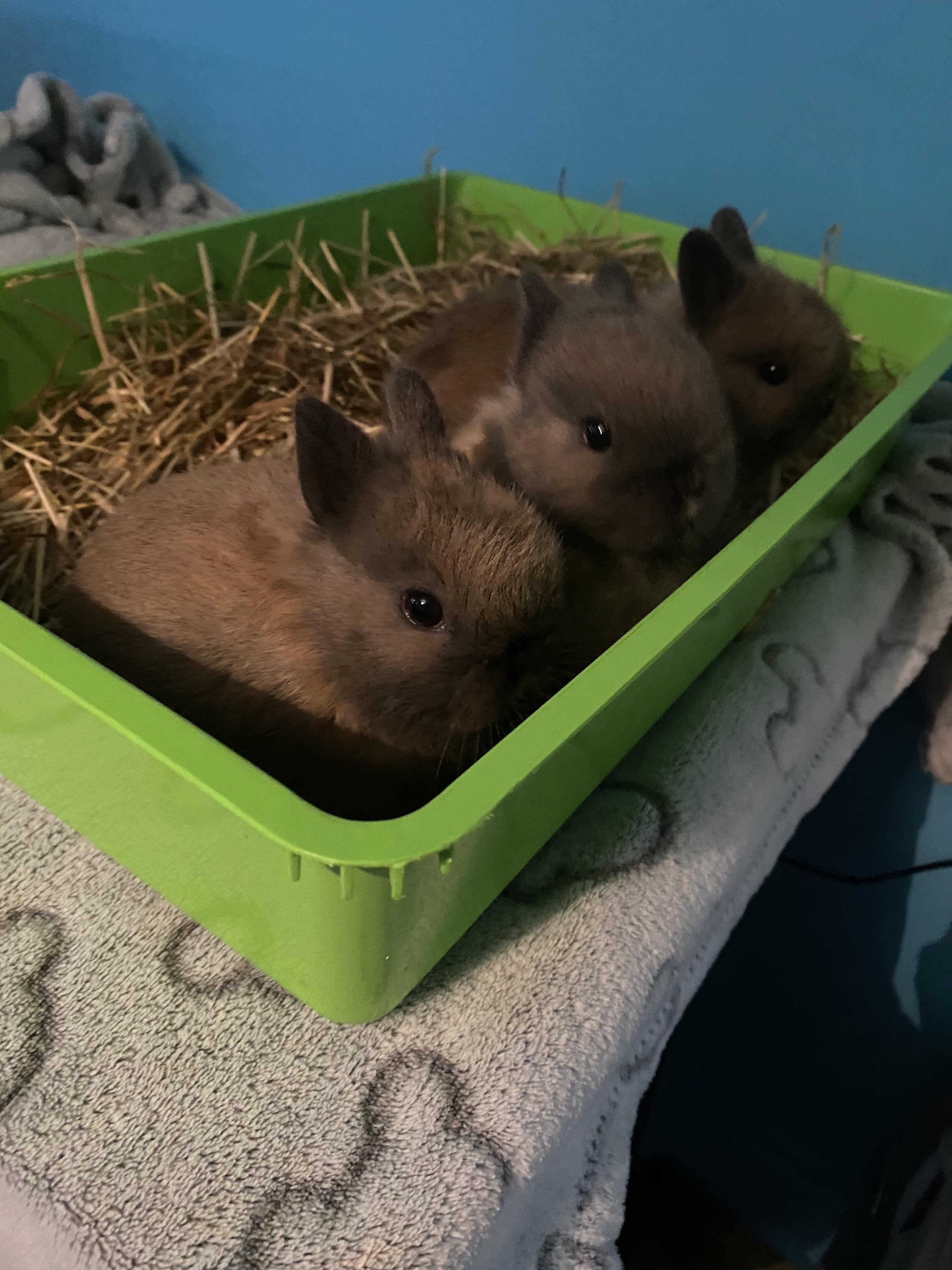 My . Little . Troopers . MARCH ! | Scrolller