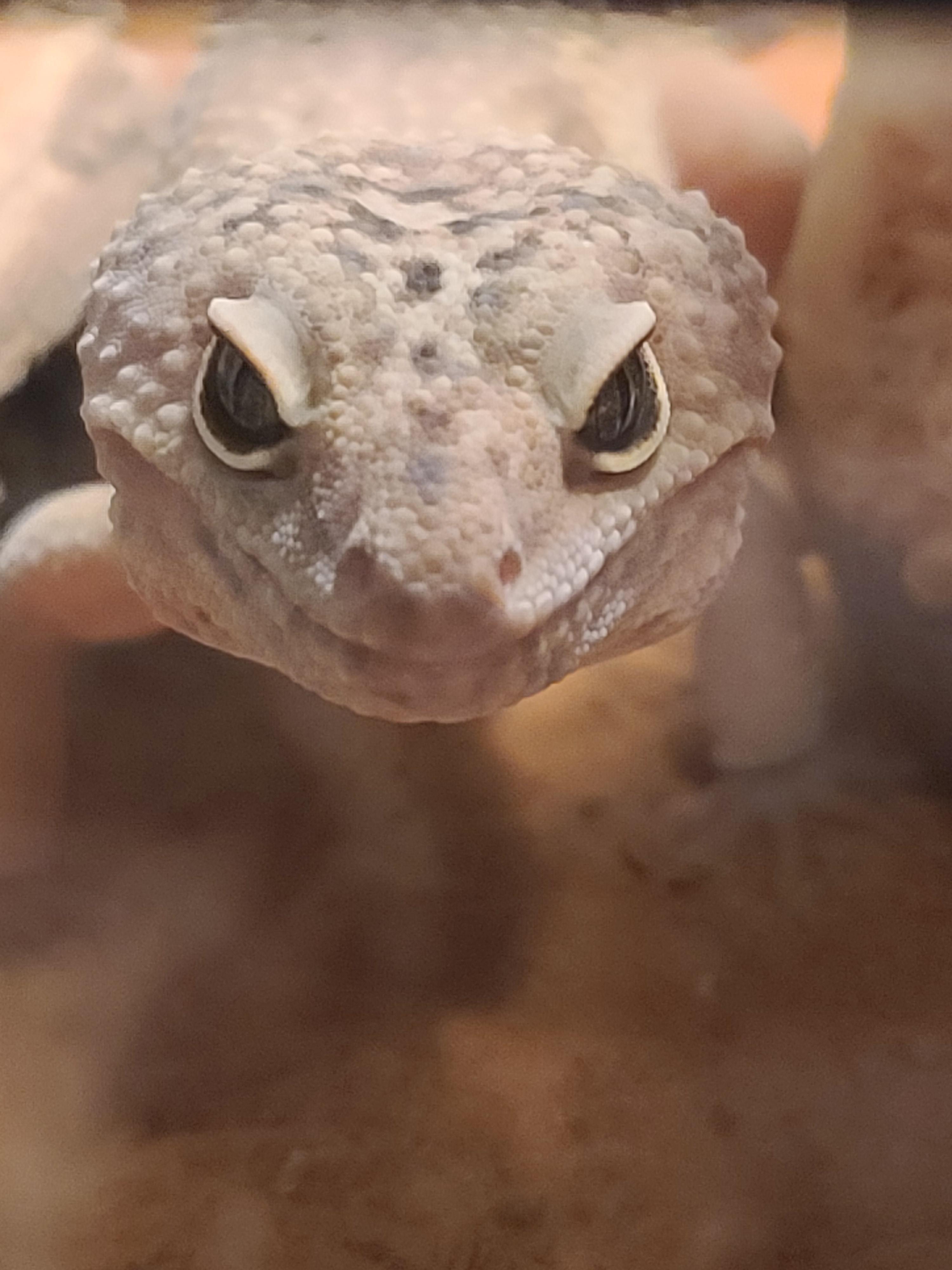 My Lizard :) | Scrolller