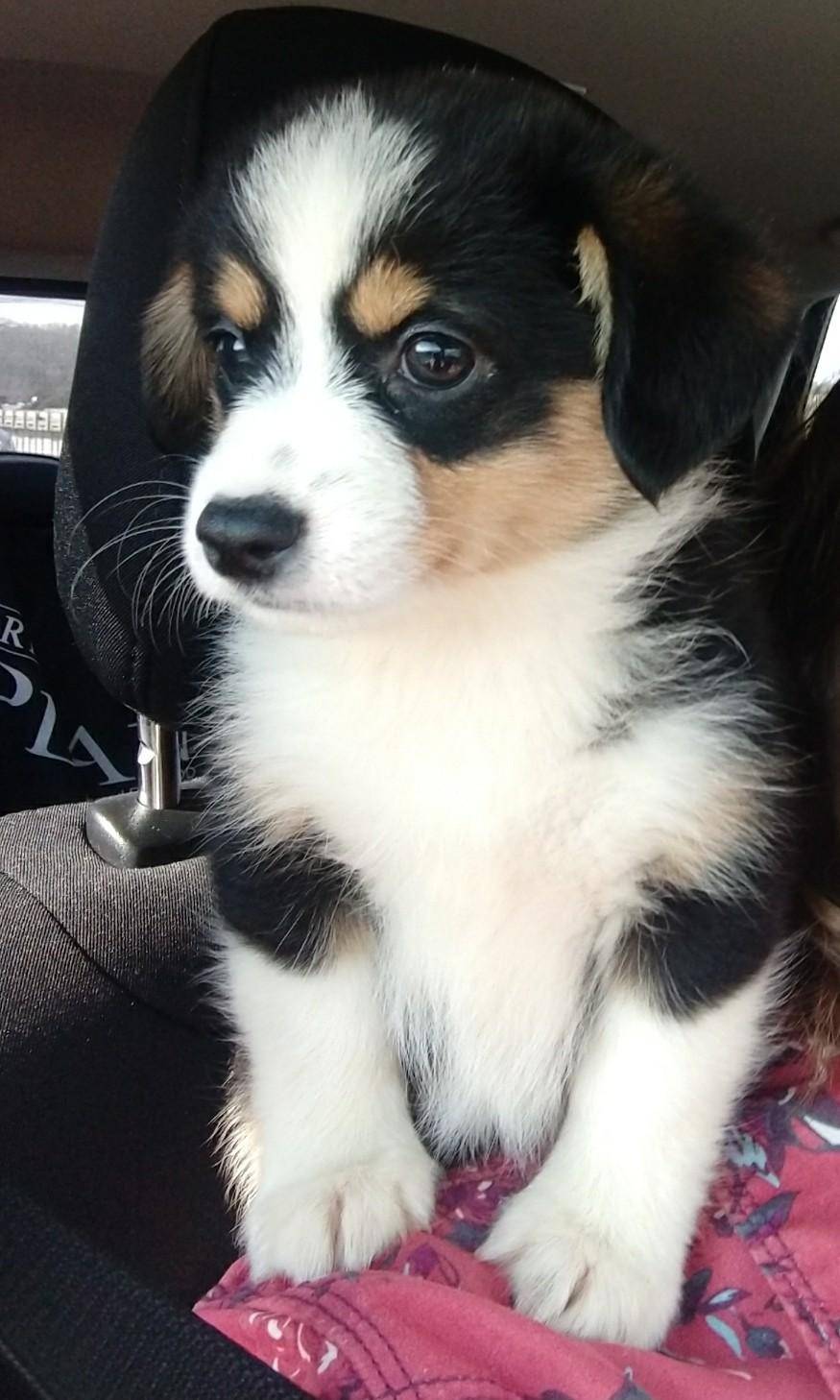 My Lola Bunny. She's a Corgi Australian Shepherd Mix. | Scrolller