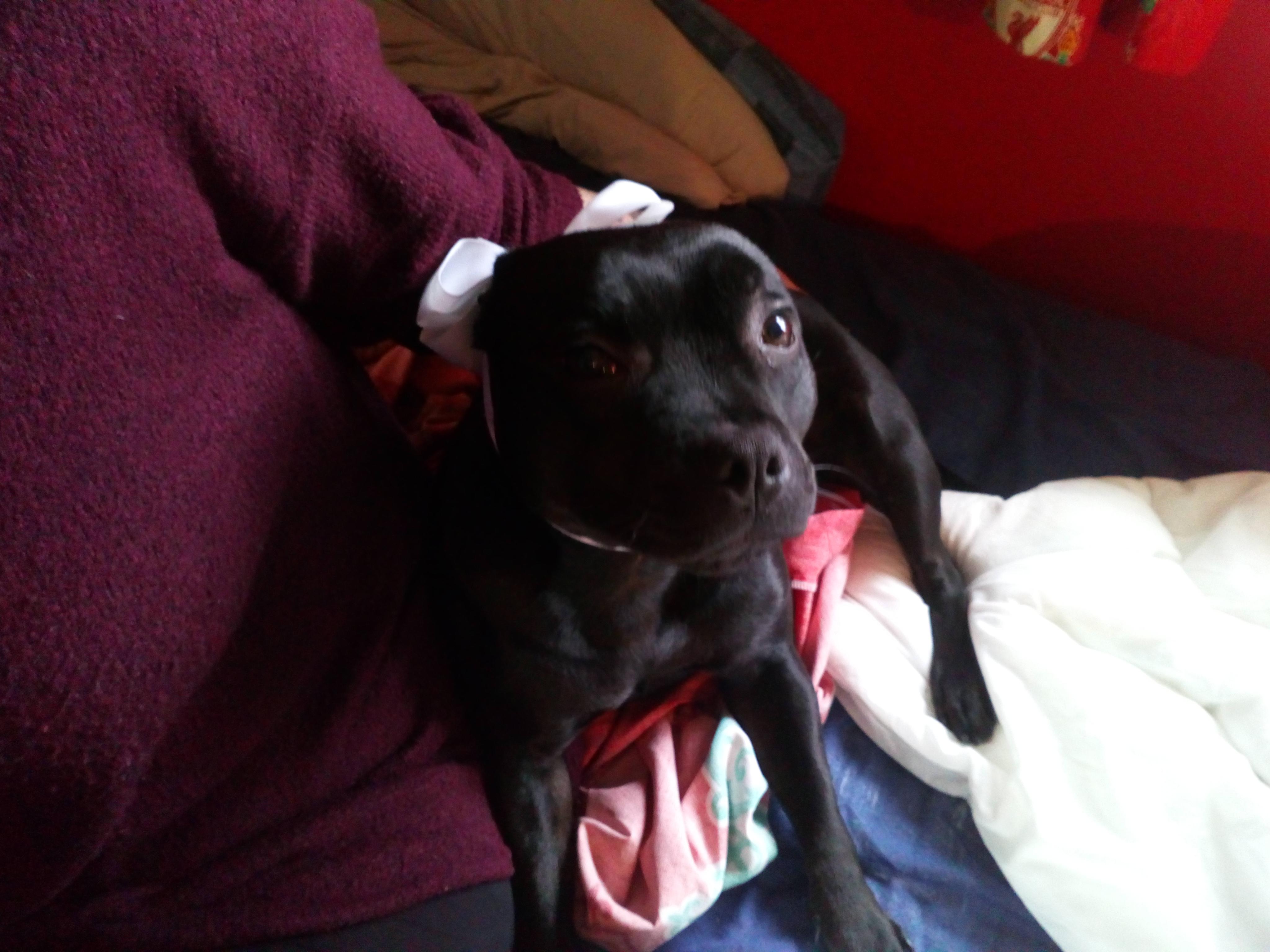 My lovely Ruby with her bow | Scrolller