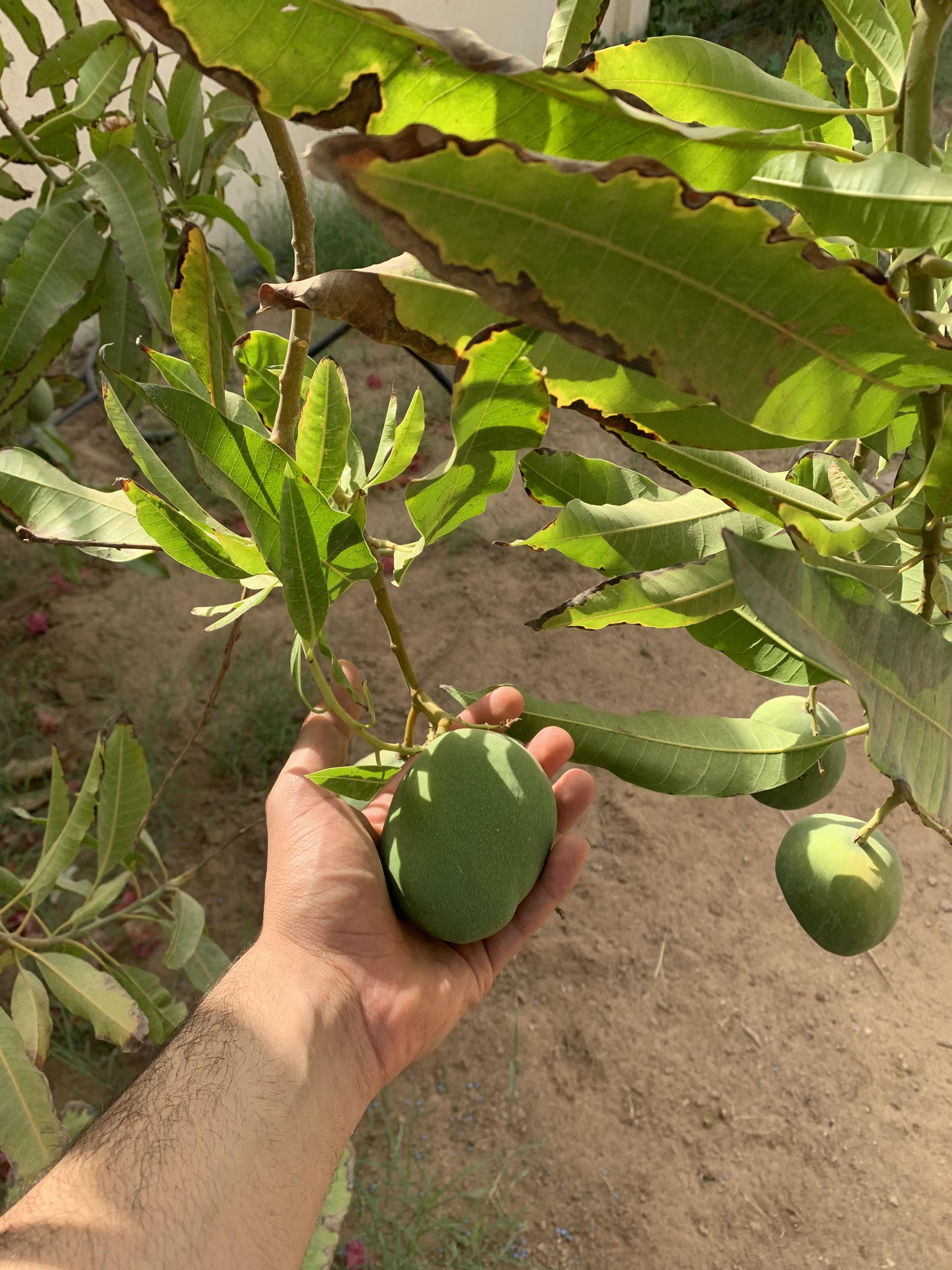My mango tree is already baring fruit | Scrolller