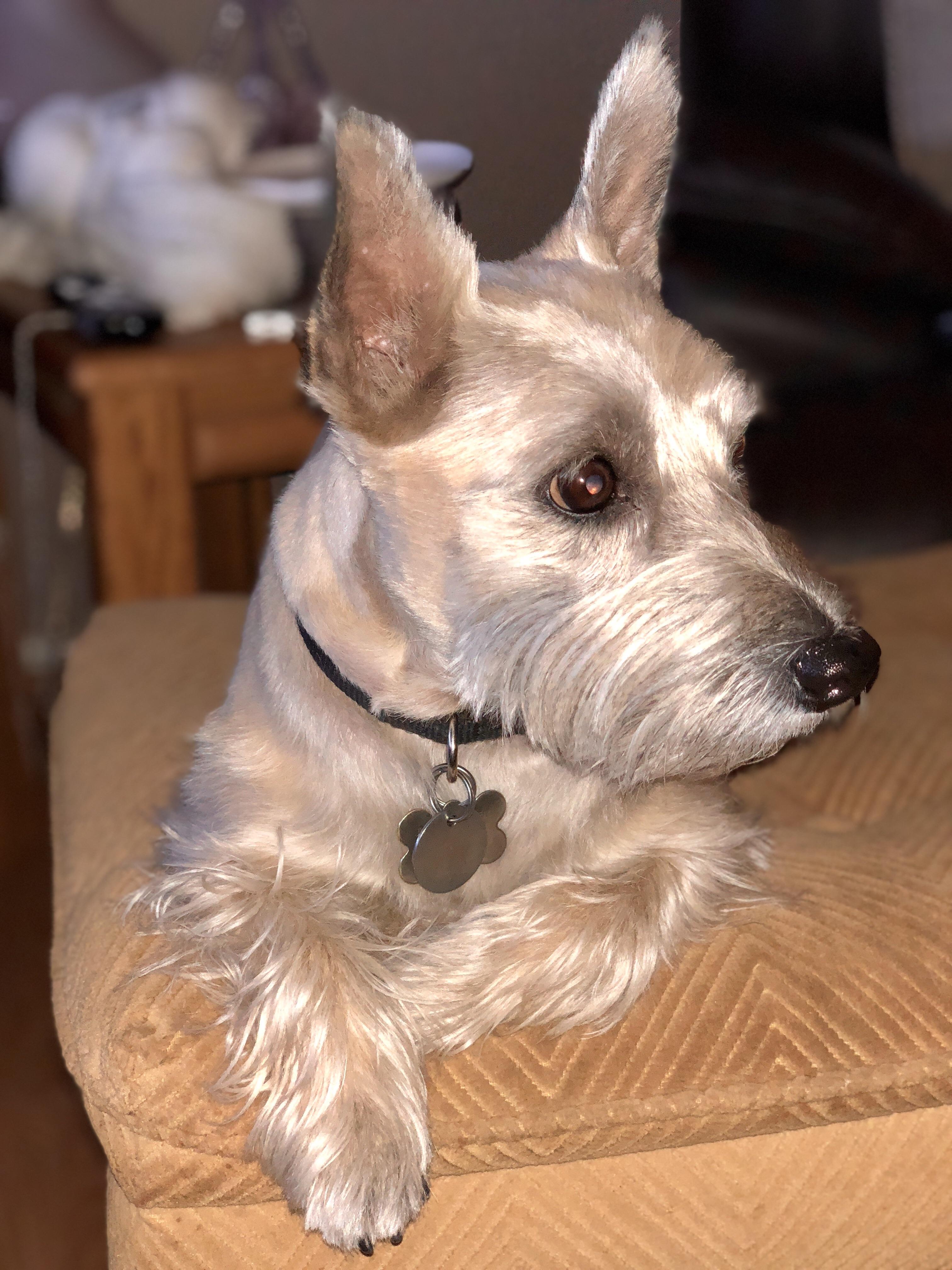 My Mom’s pup: Max | Scrolller