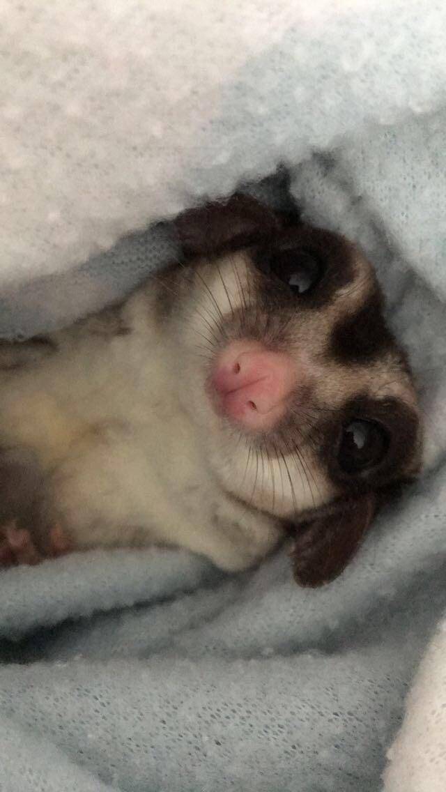 My monkey | Scrolller