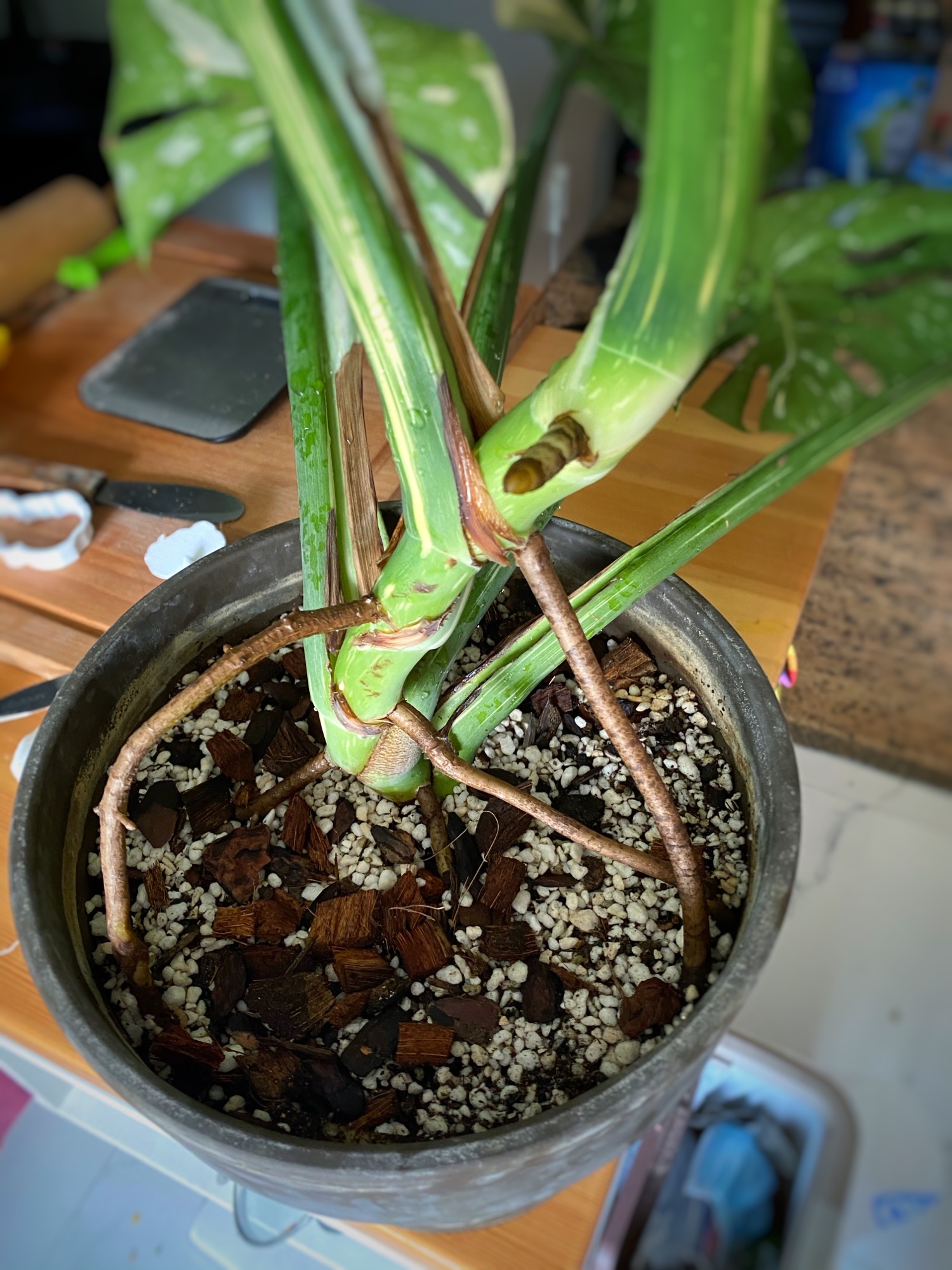 My monstera has an aerial root for each of the leaves | Scrolller