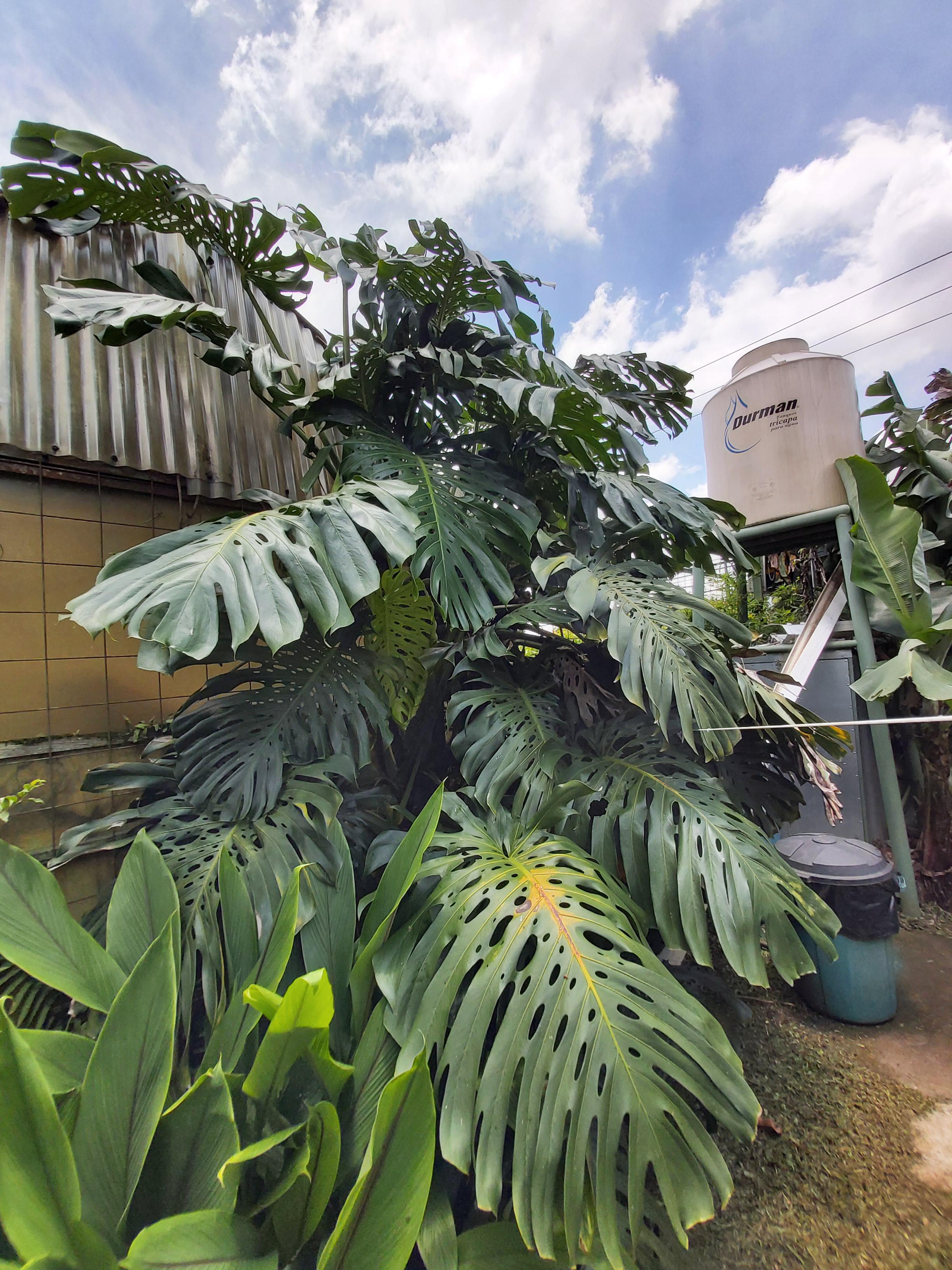 My monstera, showing off as usual. | Scrolller