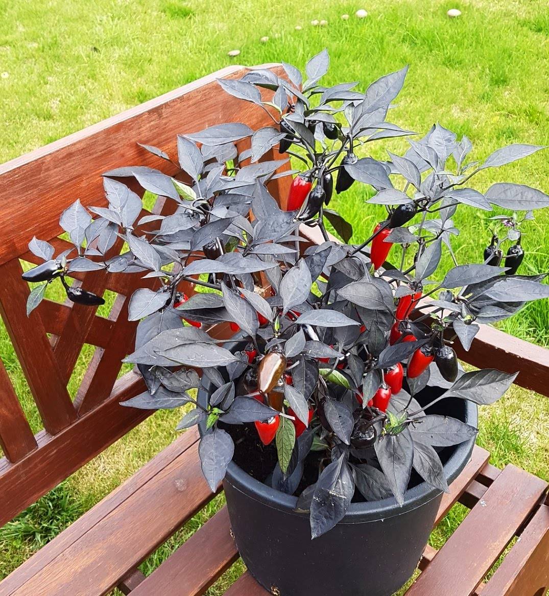 My most beautiful pepper along with the Purple UFO, the Count Dracula pepper | Scrolller
