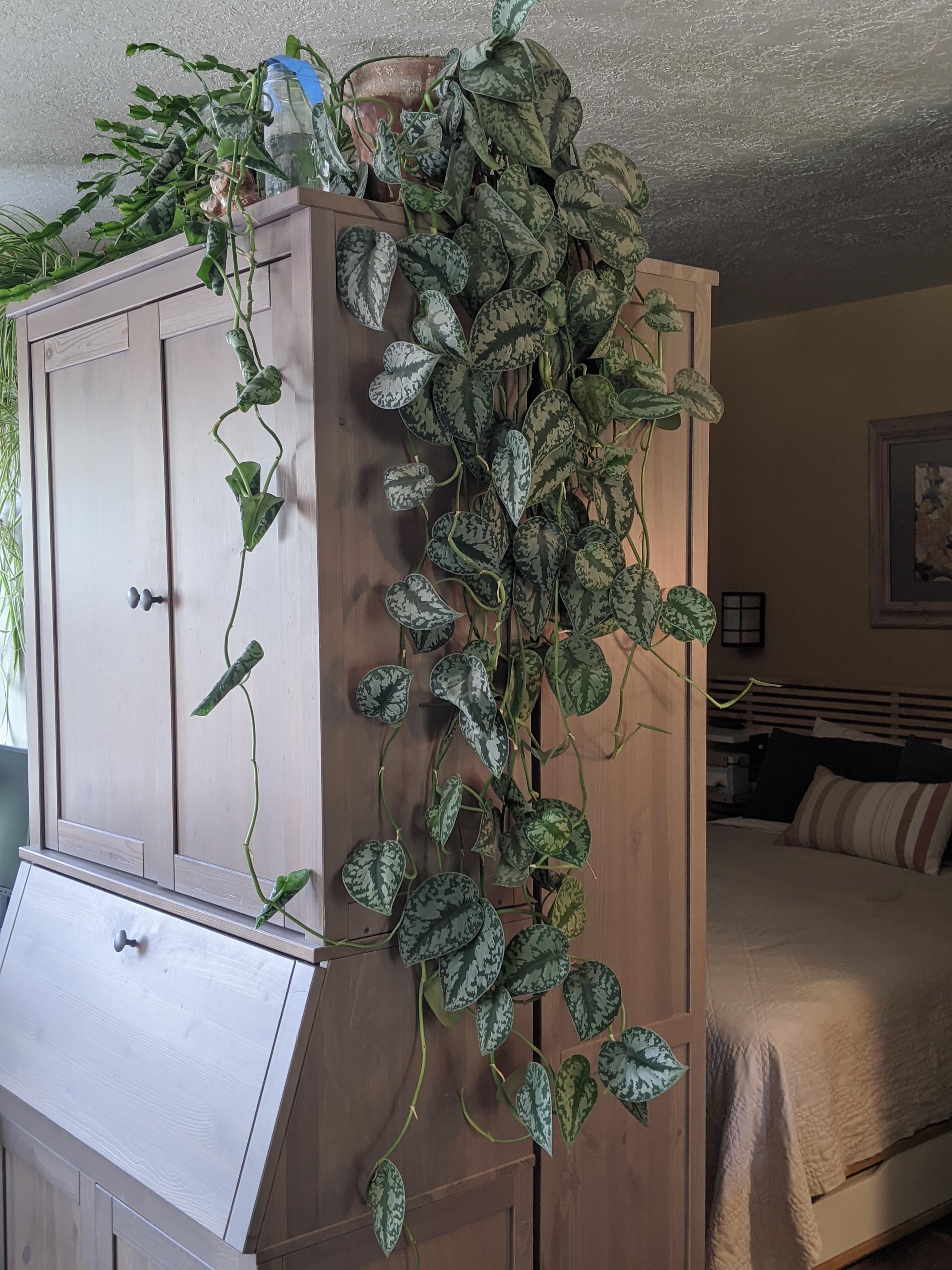 My mother's silver leaf pothos | Scrolller