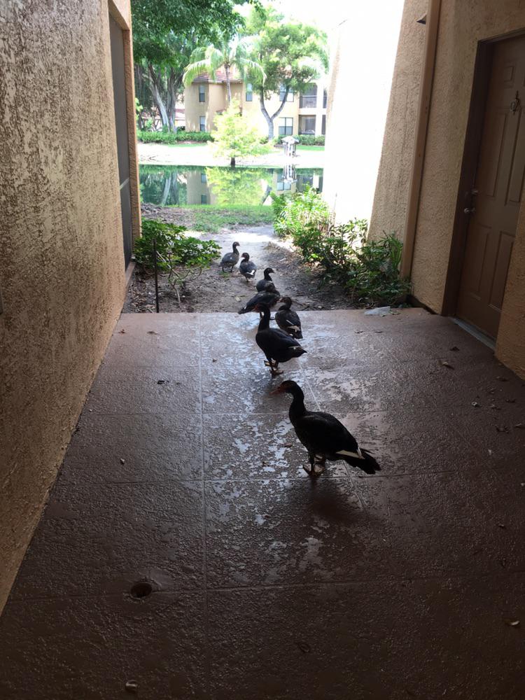 My Muscovy duck army stands ready to join the horny army !! | Scrolller
