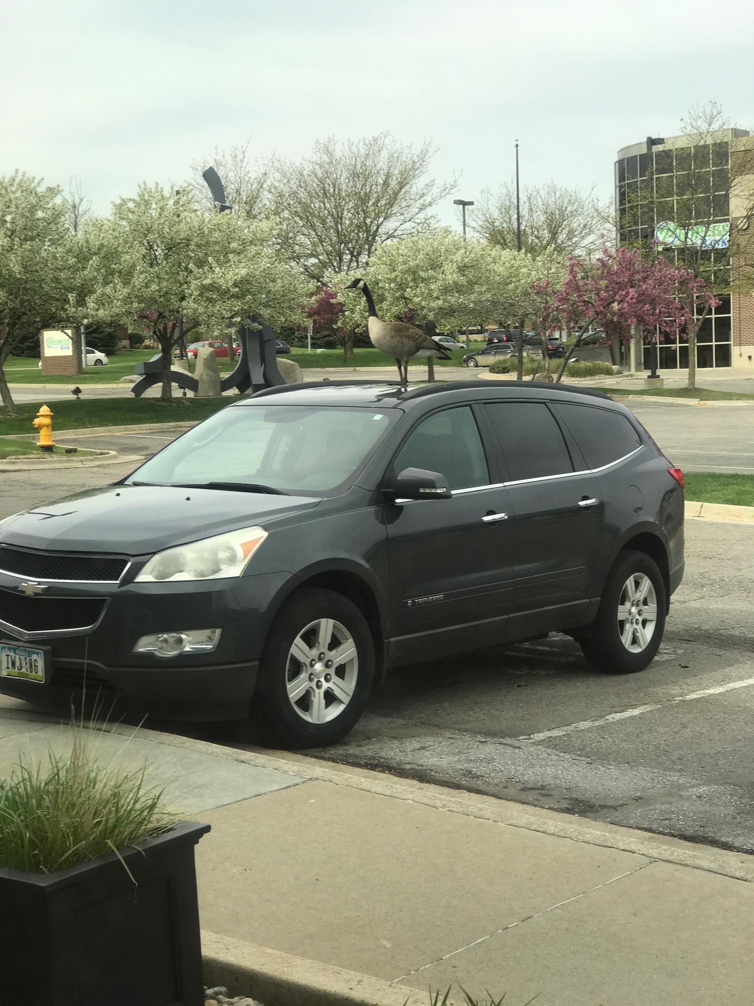 My new copilot. | Scrolller