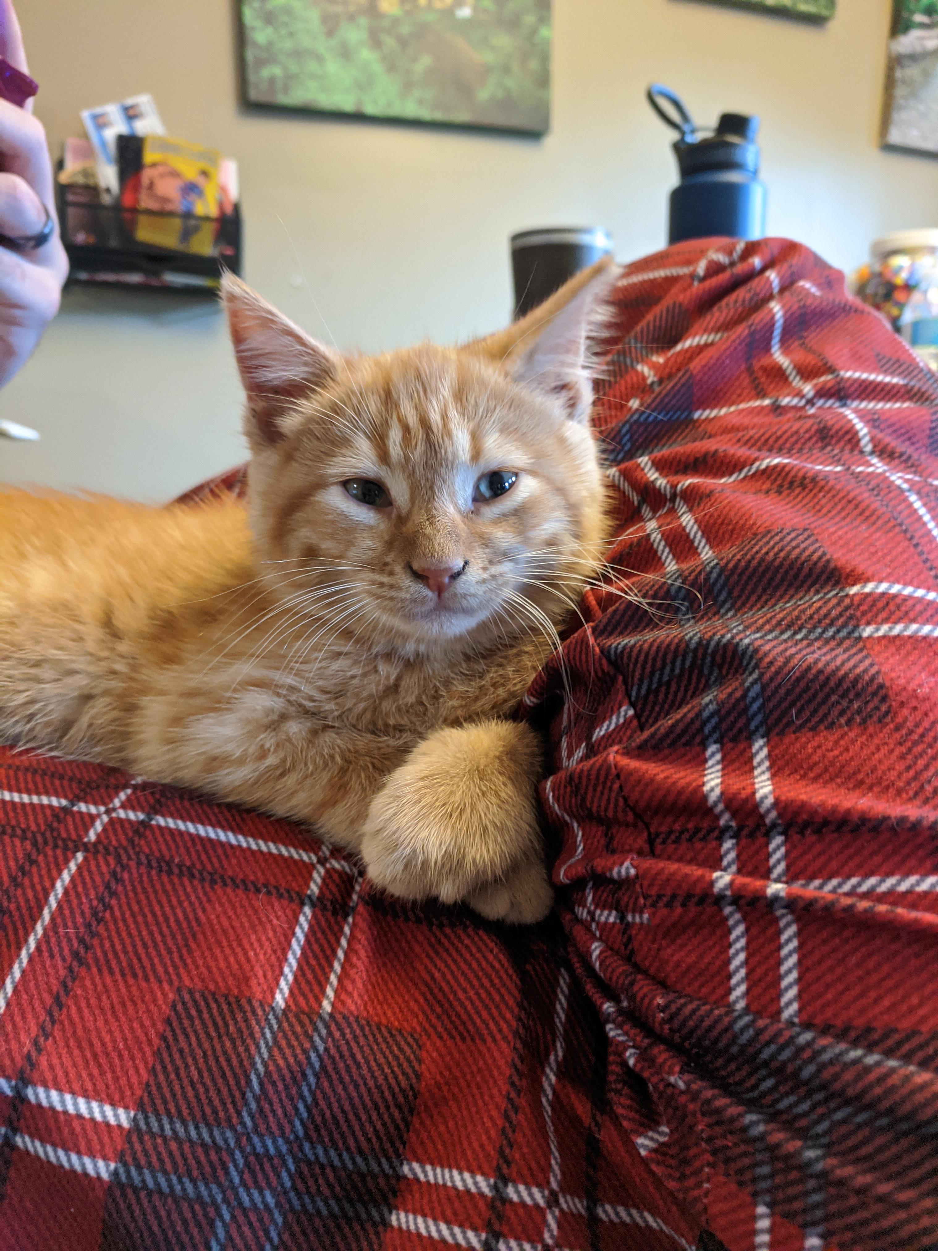 My new ginger boy Squash. | Scrolller