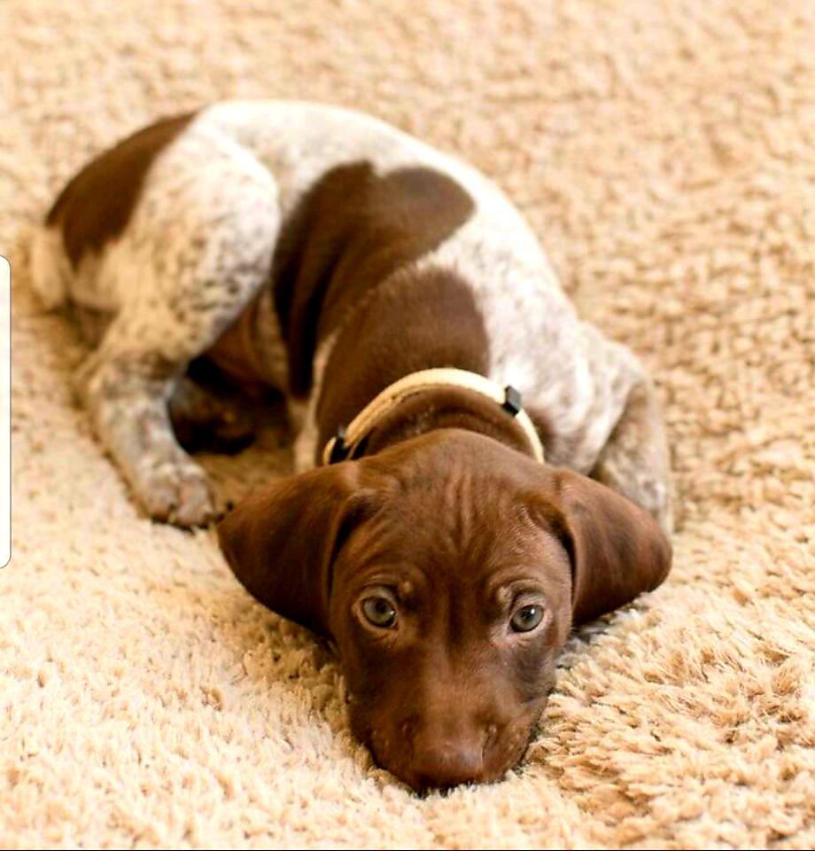 My new GSP, picking him up on Saturday! | Scrolller