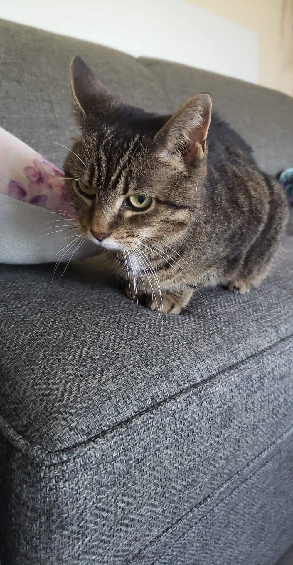 My new kitty Clementine | Scrolller