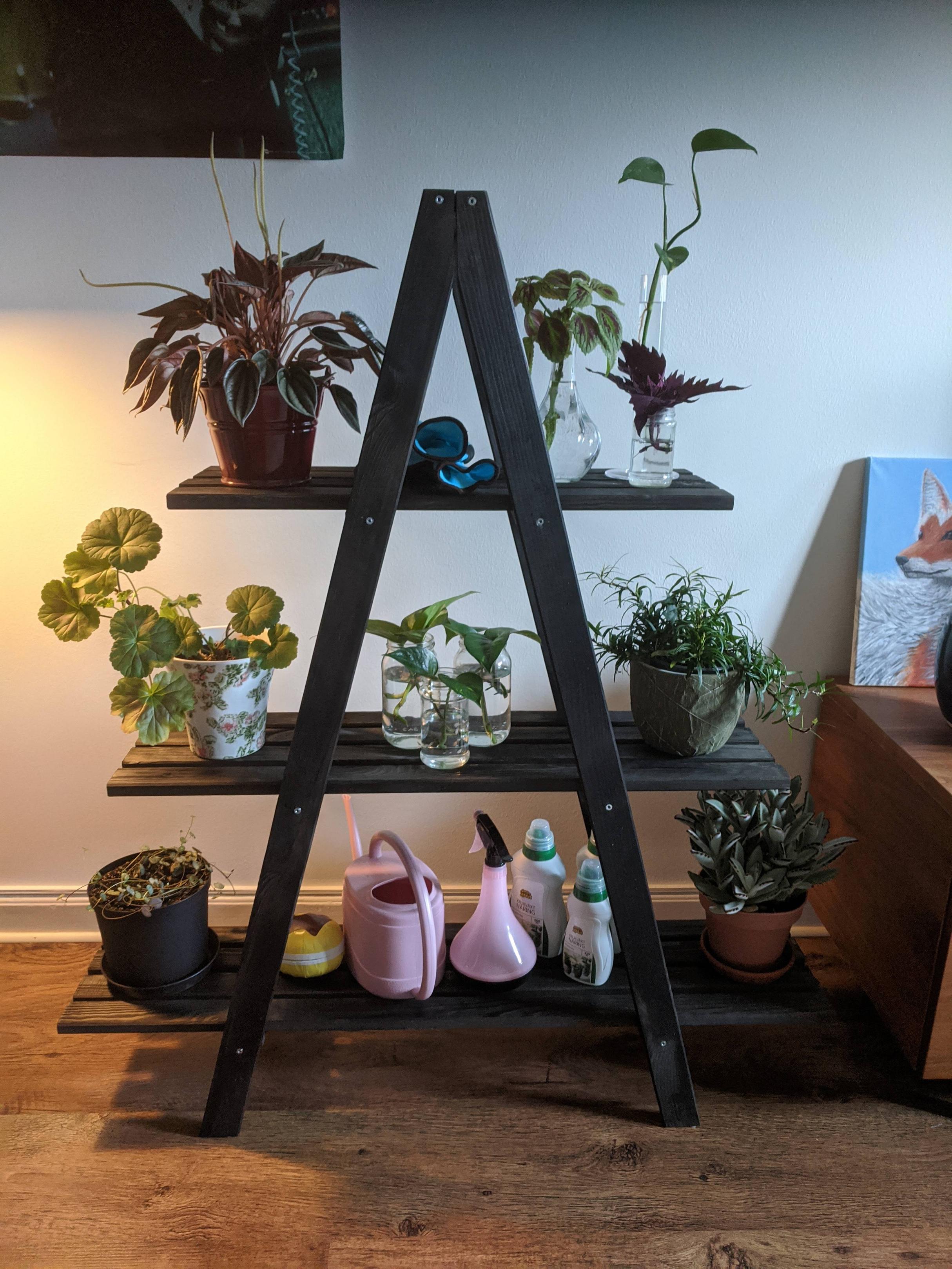 My new plant shelf :) | Scrolller