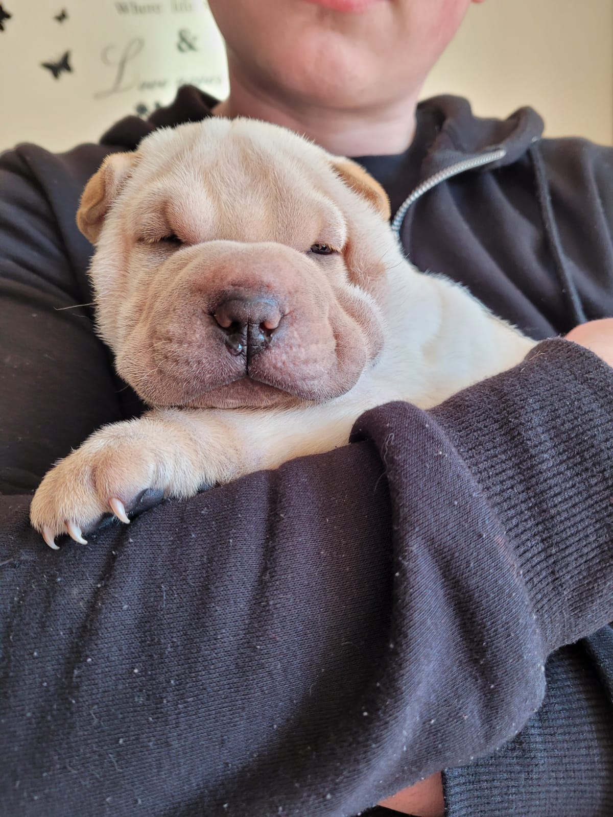 My new pup, meet Dave | Scrolller