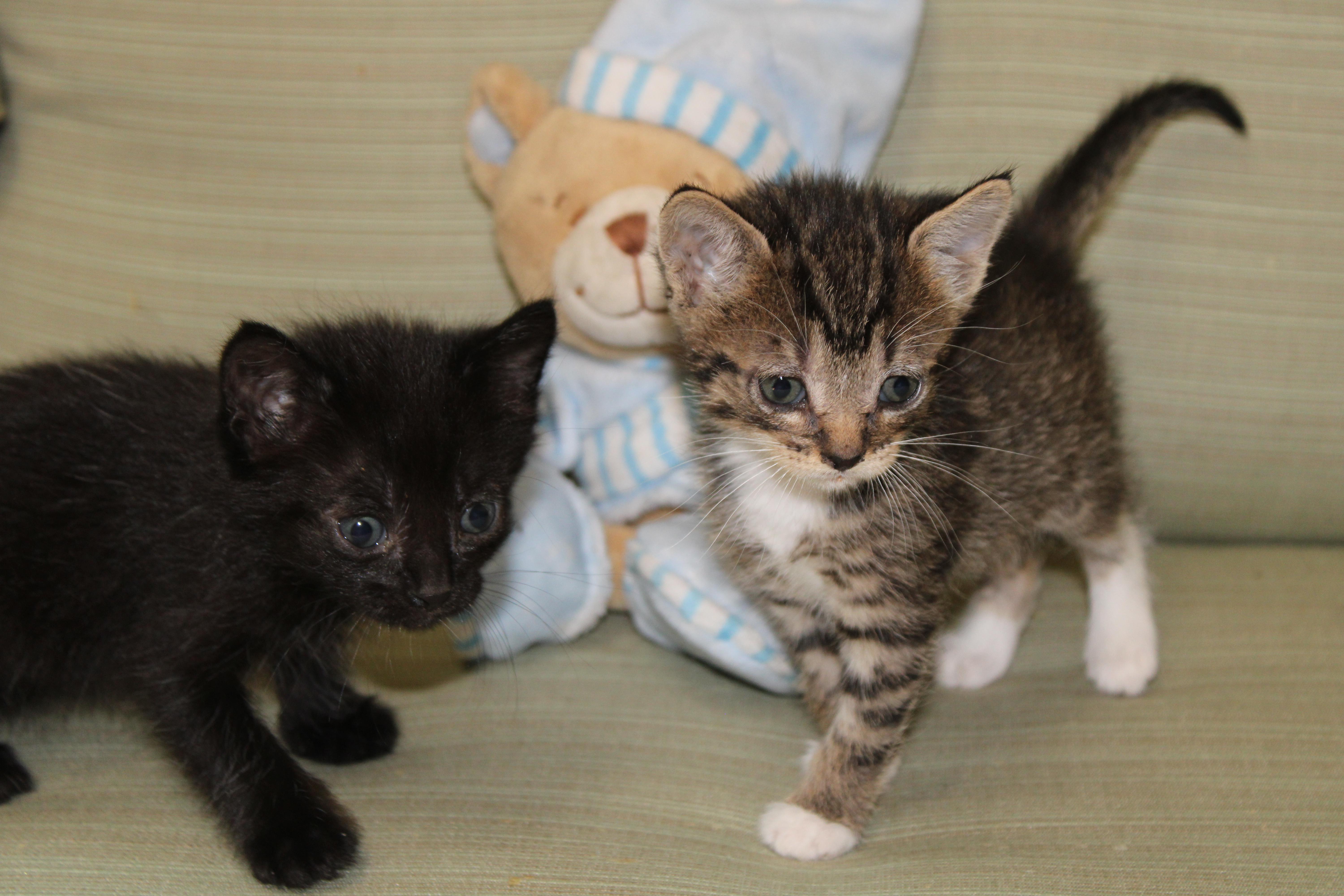 My newest foster babies! 3 wks old | Scrolller