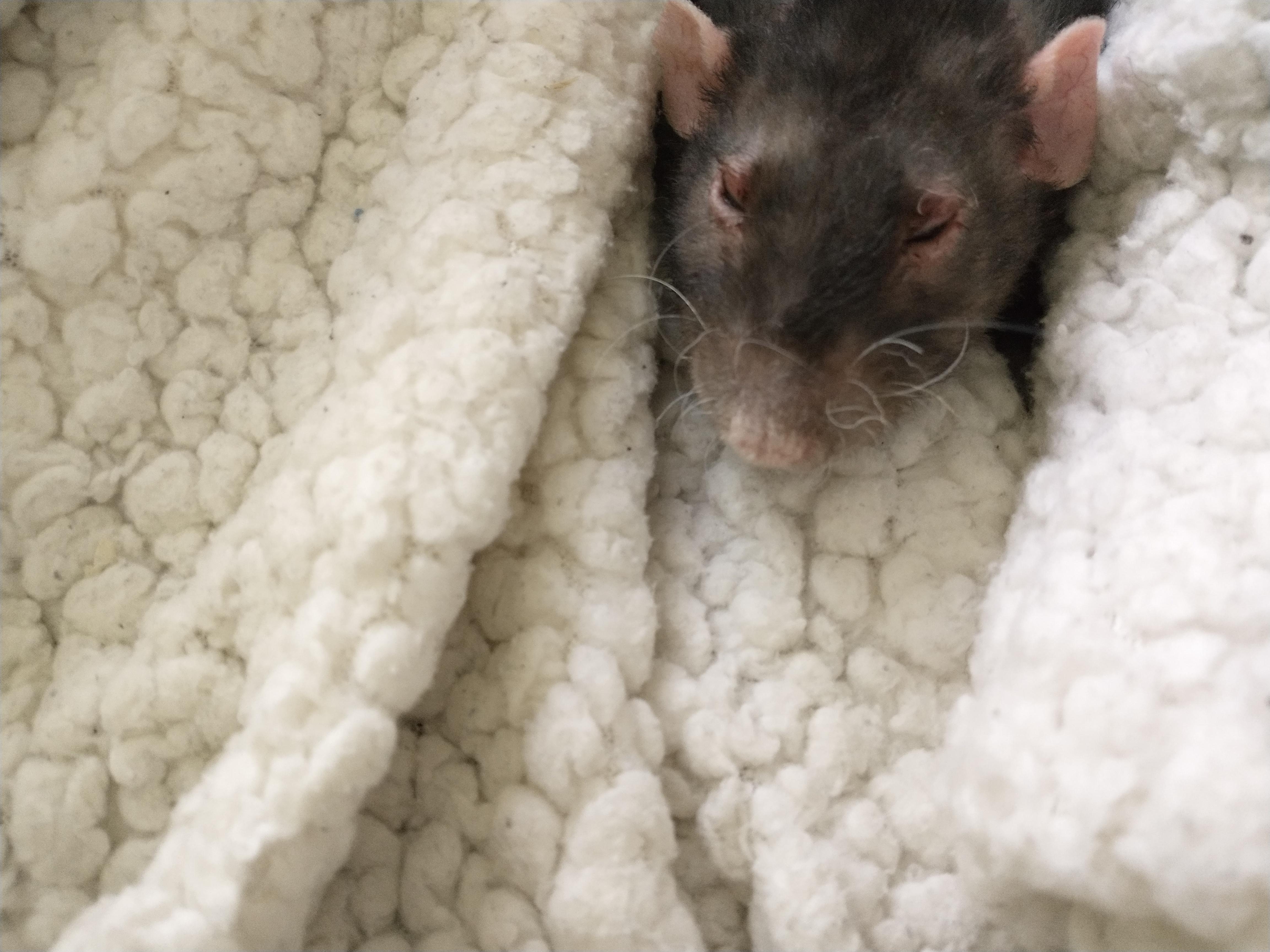 My old boi getting In a power nap | Scrolller