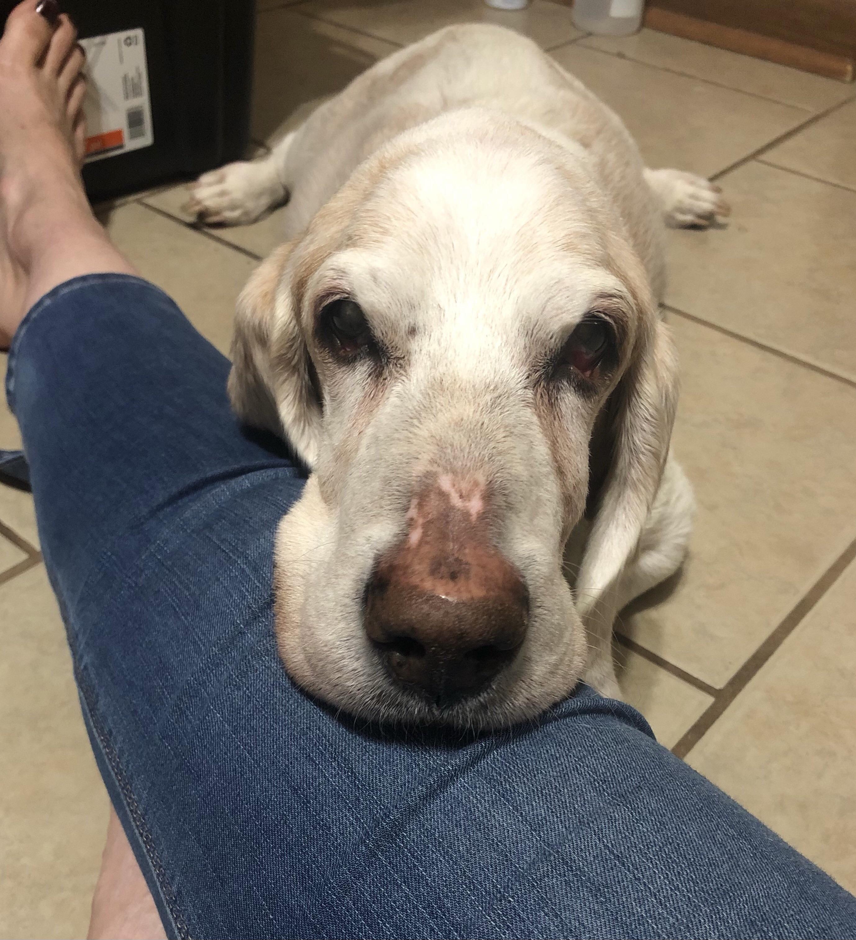 My old sweet boy ️ | Scrolller