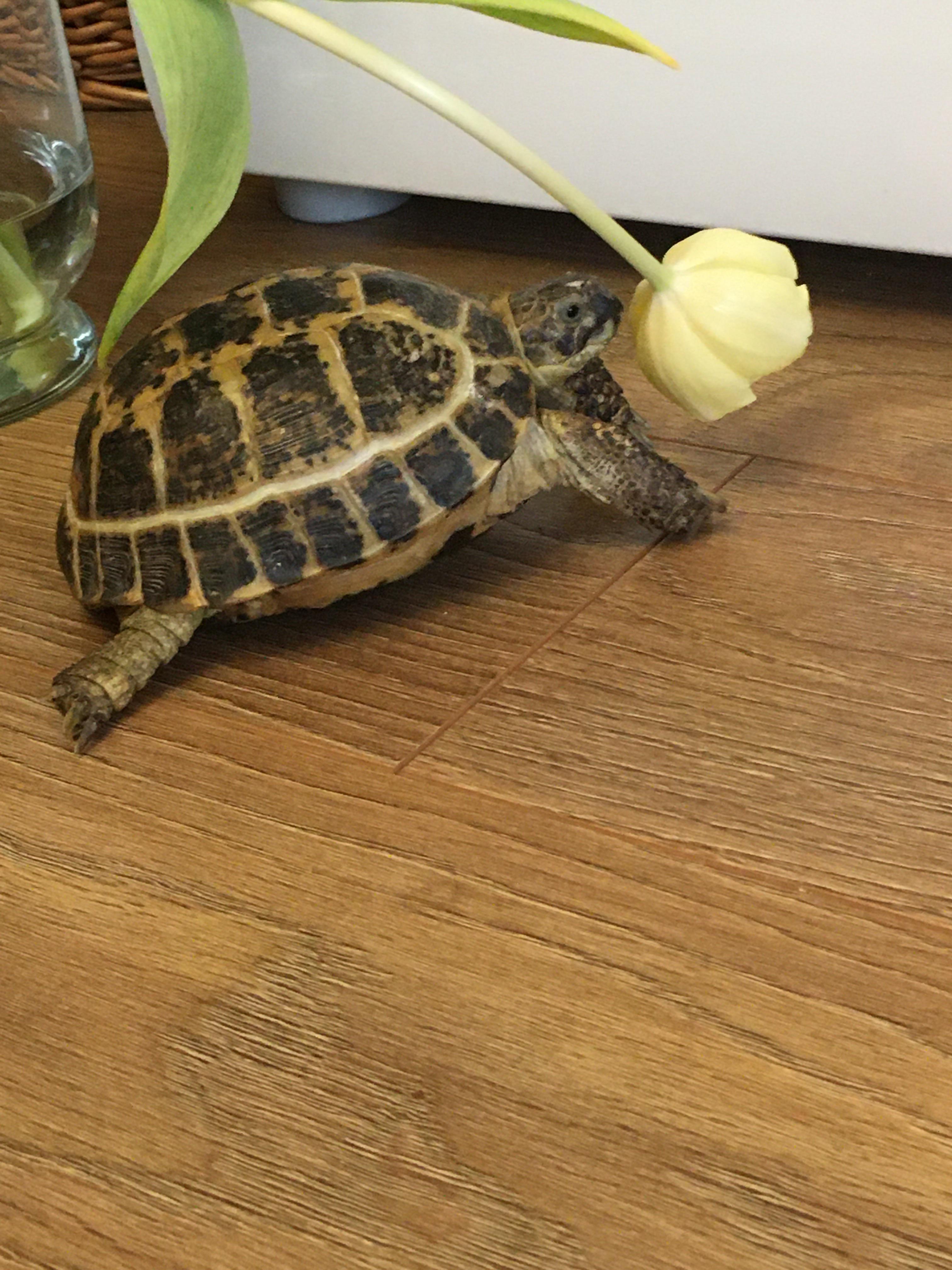 My own turtle | Scrolller