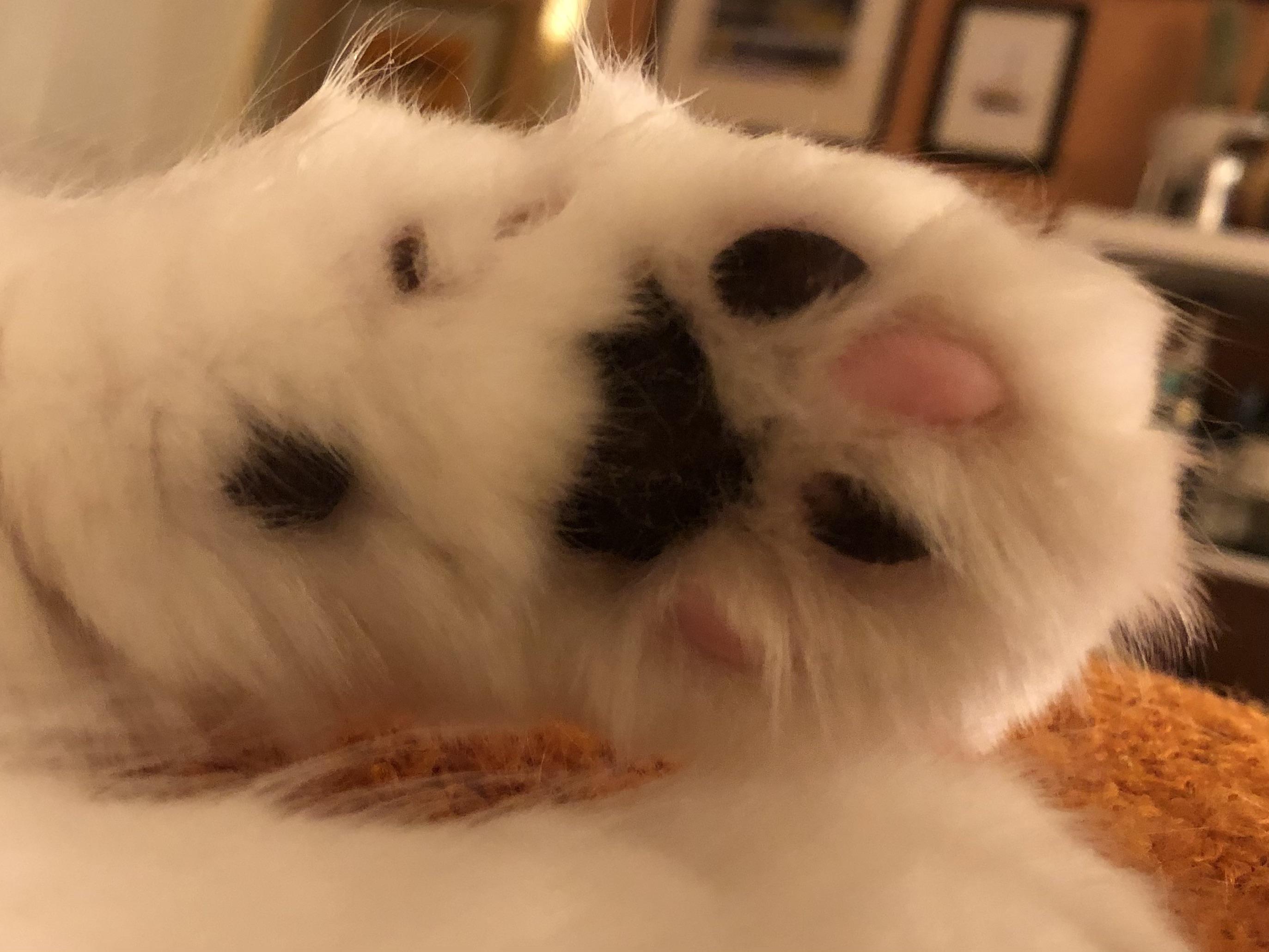 My partner's cat has both black and pink toe beans 😍 | Scrolller