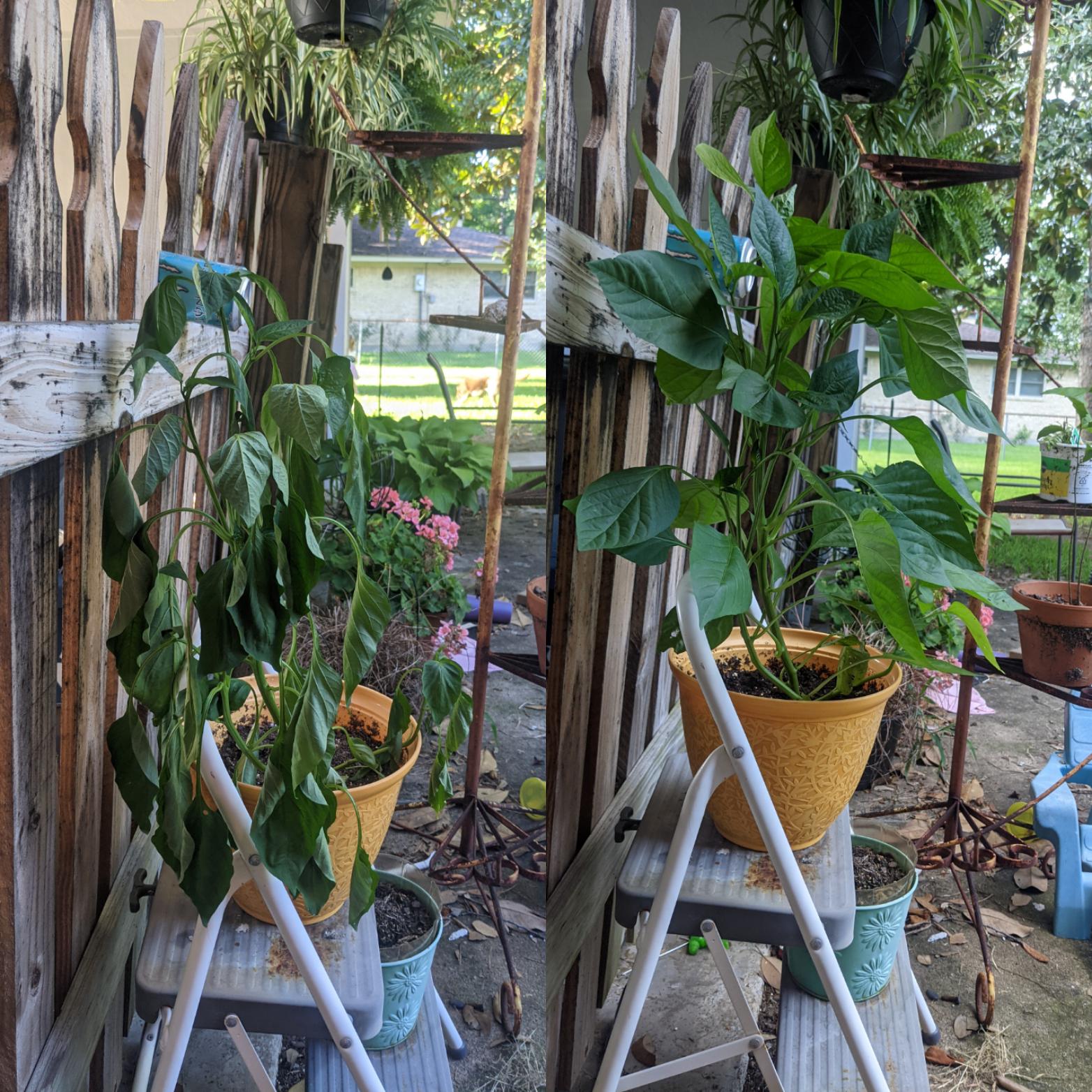 My pepper plant is extra dramatic. | Scrolller