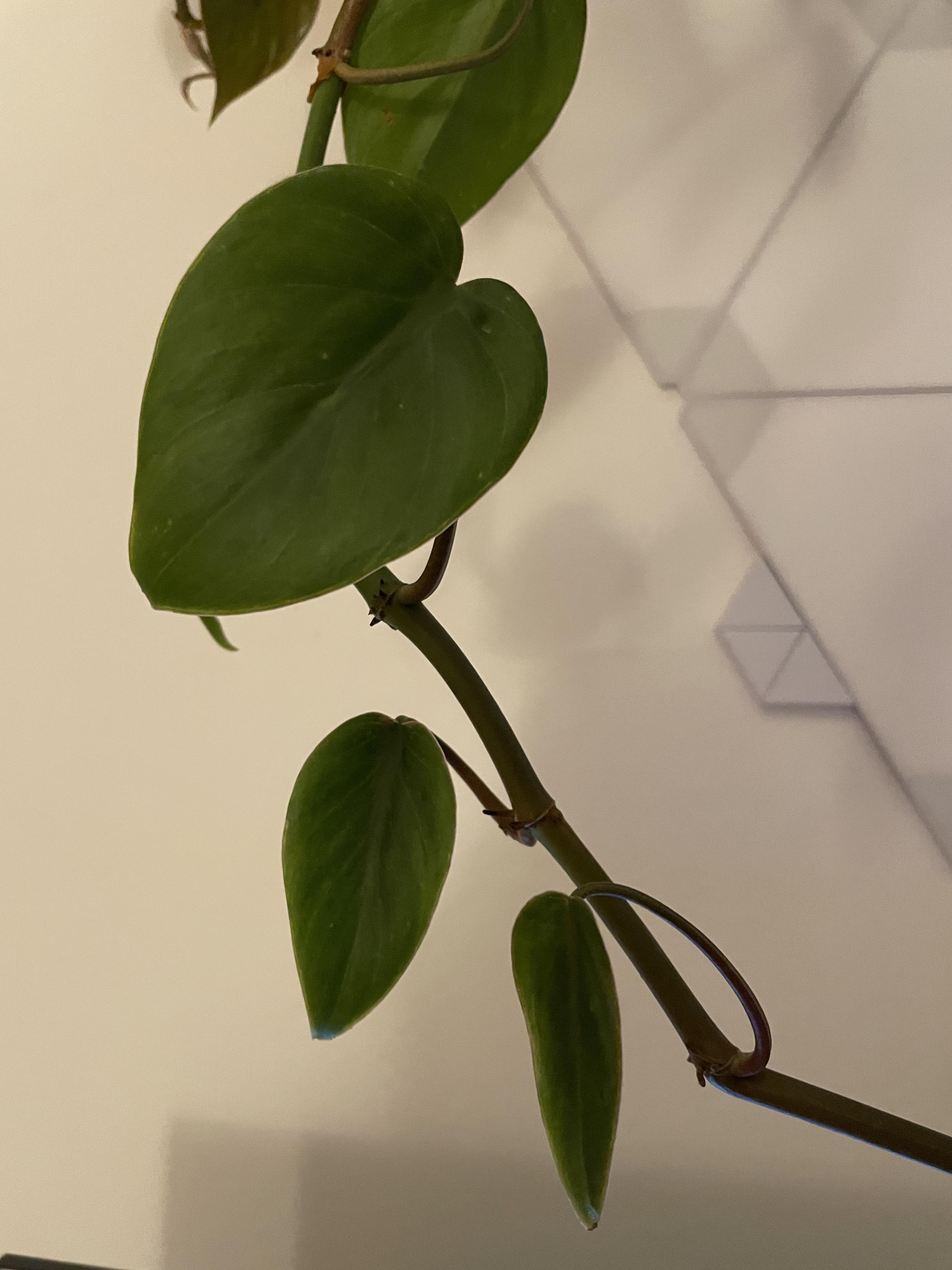 My philodendron new leaves are small, why? | Scrolller