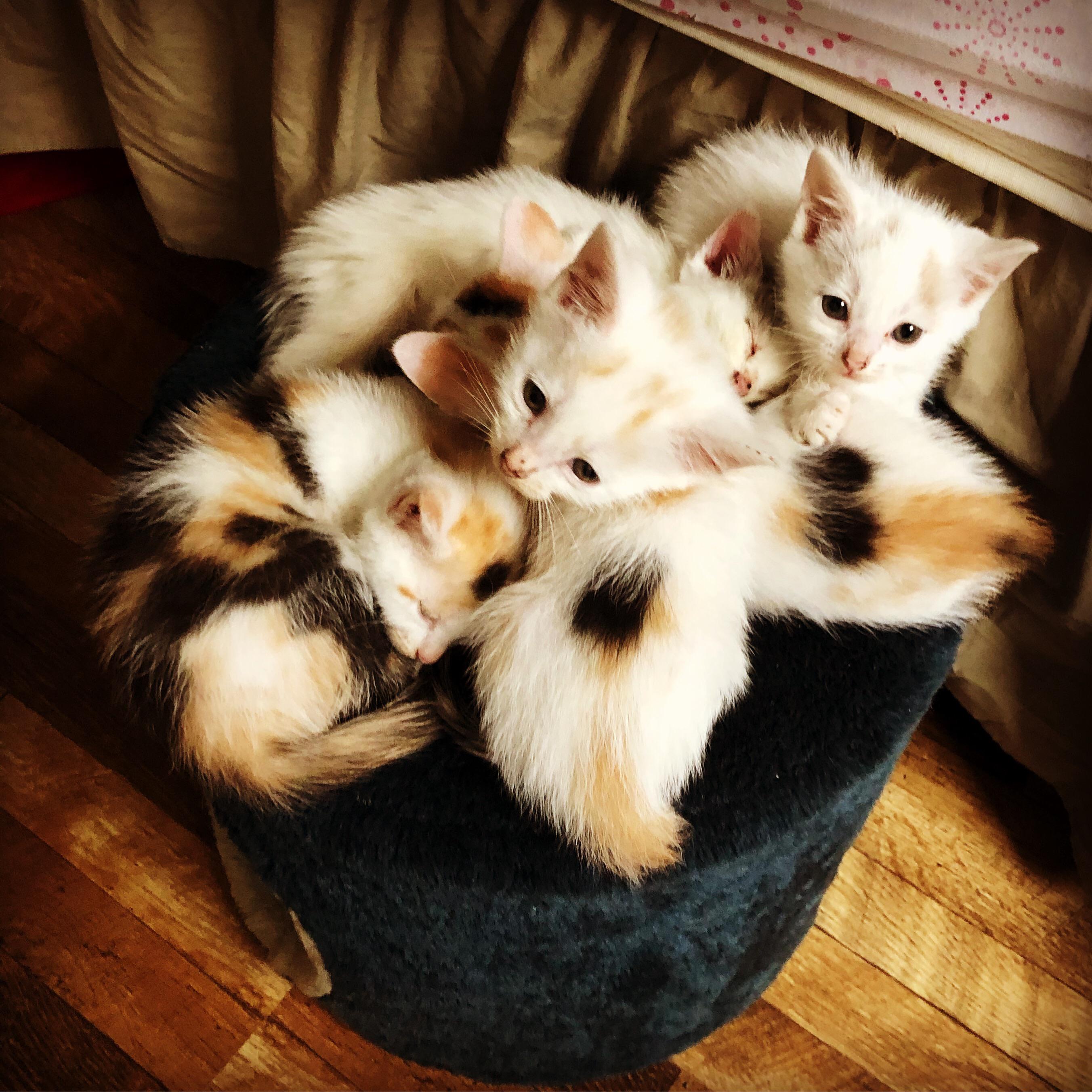 My Pile-O-Foster-Kitties | Scrolller