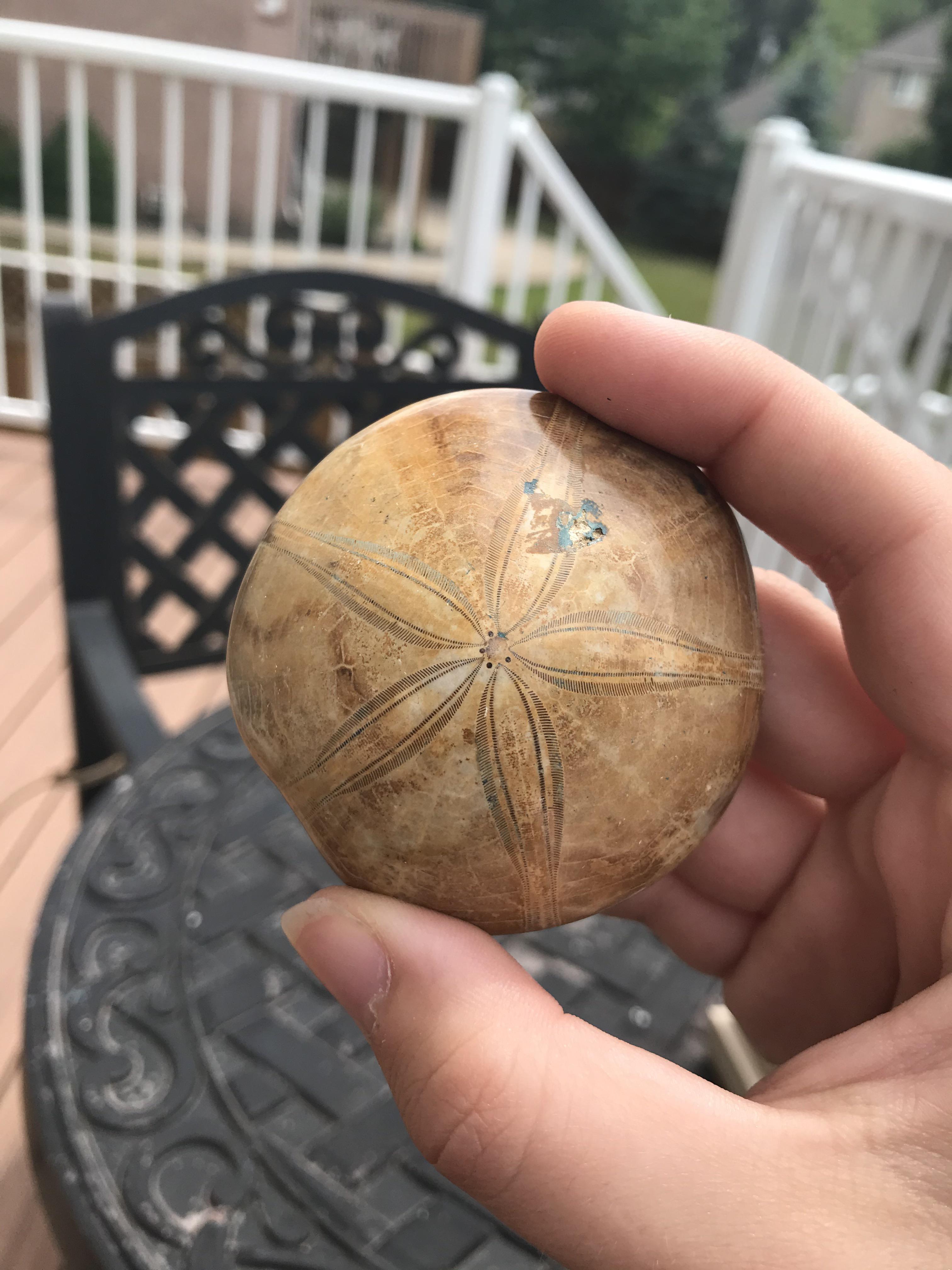 My polished sand dollar fossil | Scrolller