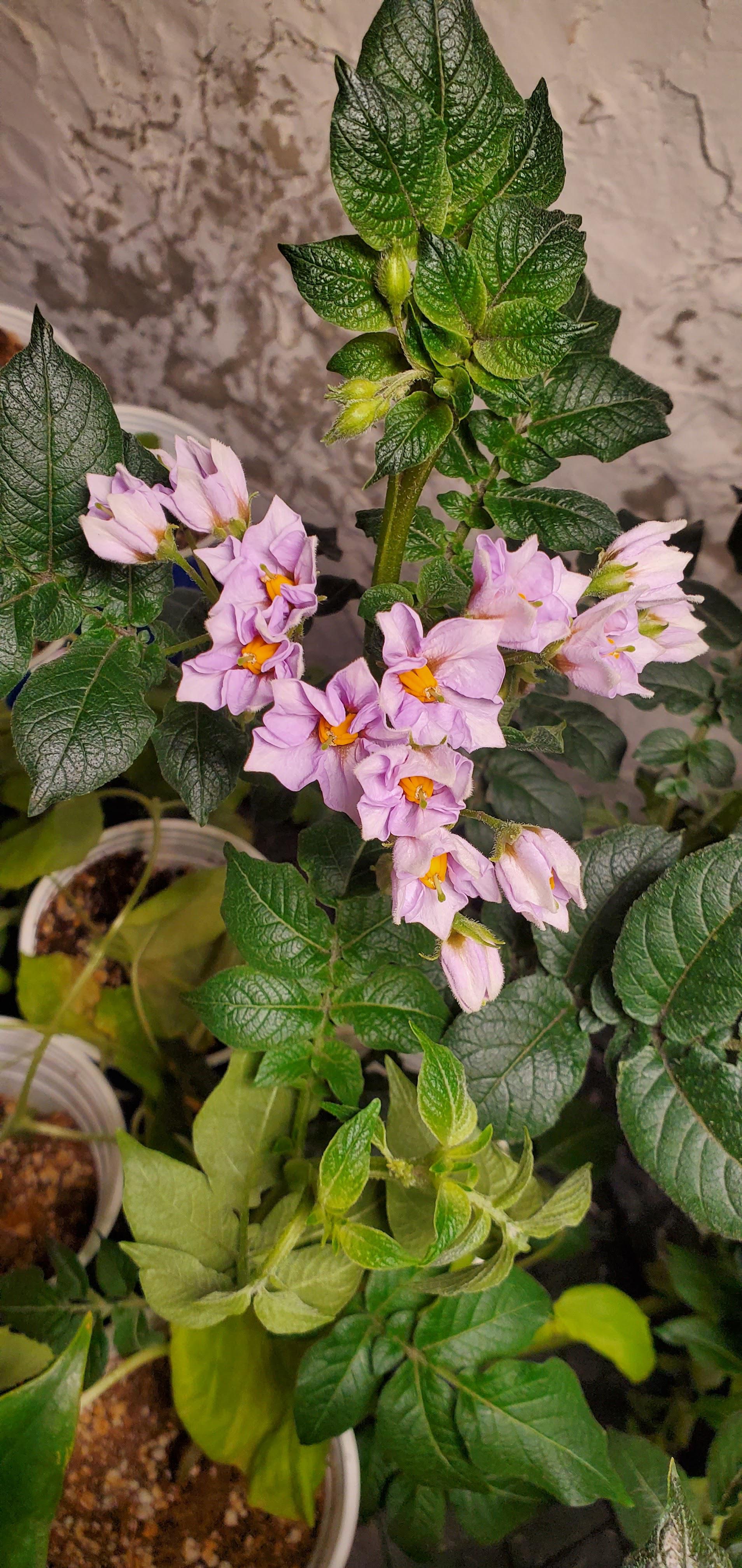 My potato plants has bloomed some beautiful flowers. | Scrolller