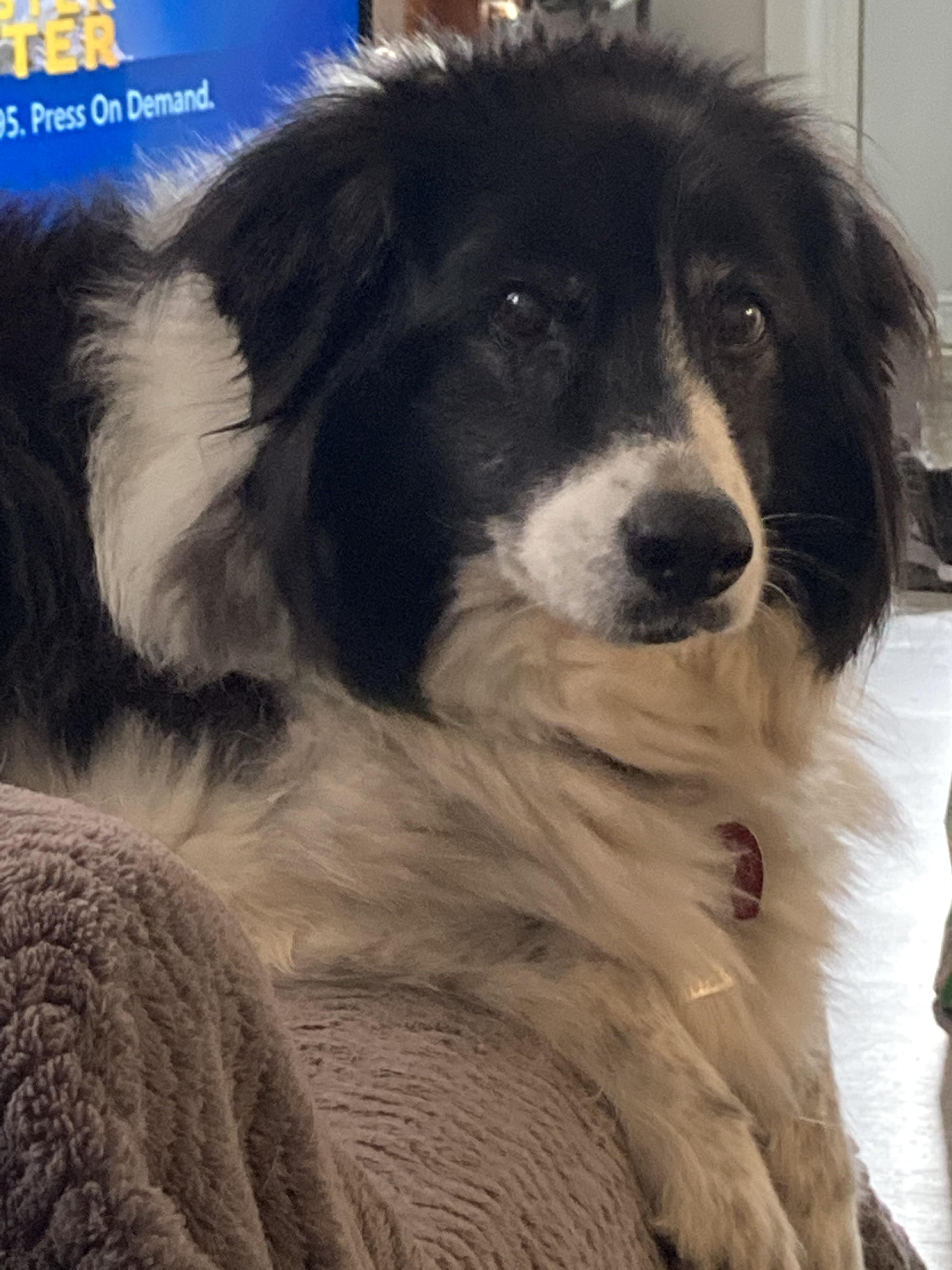 My pretty pupper! | Scrolller