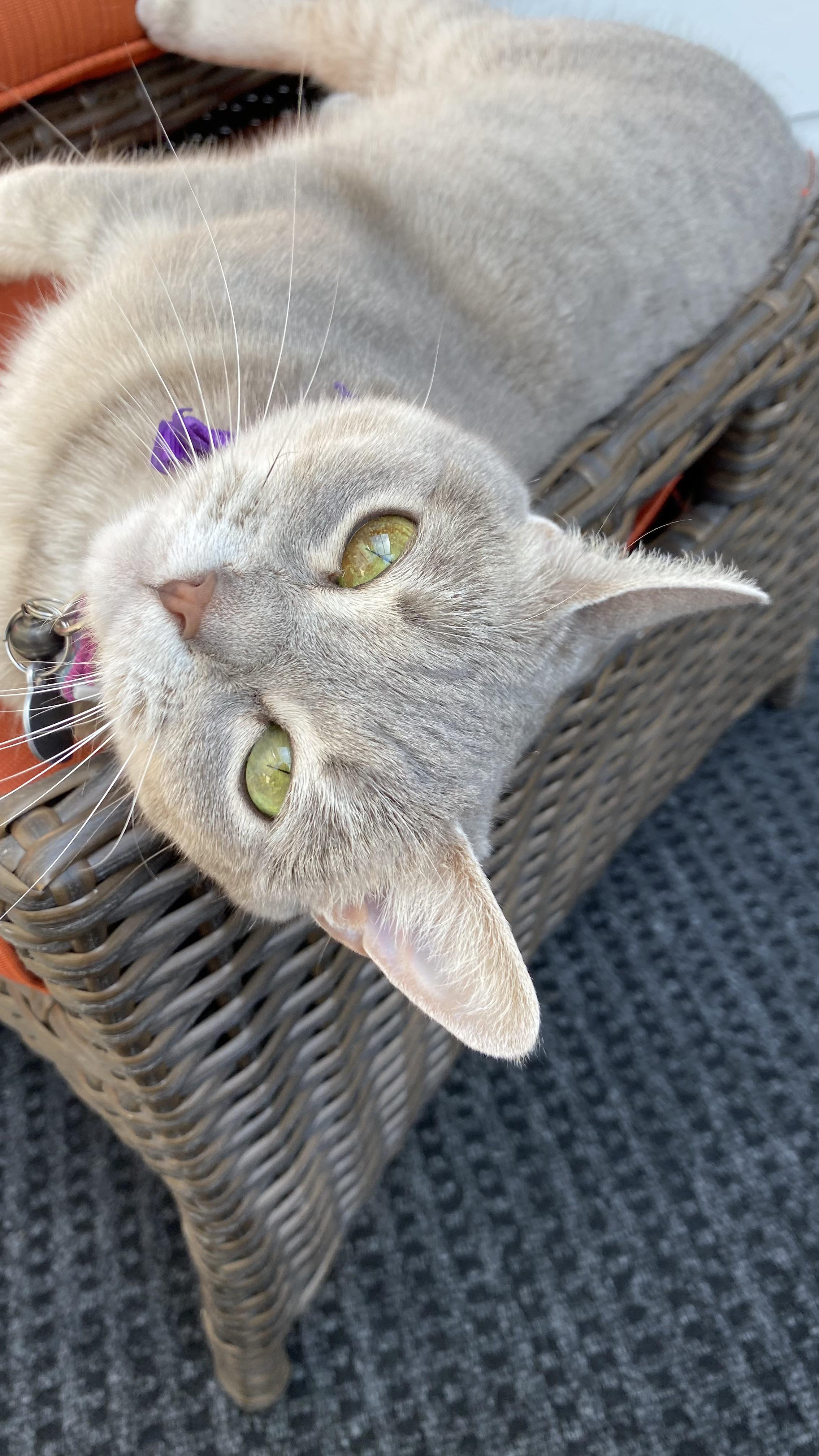 My princess enjoys the deck | Scrolller