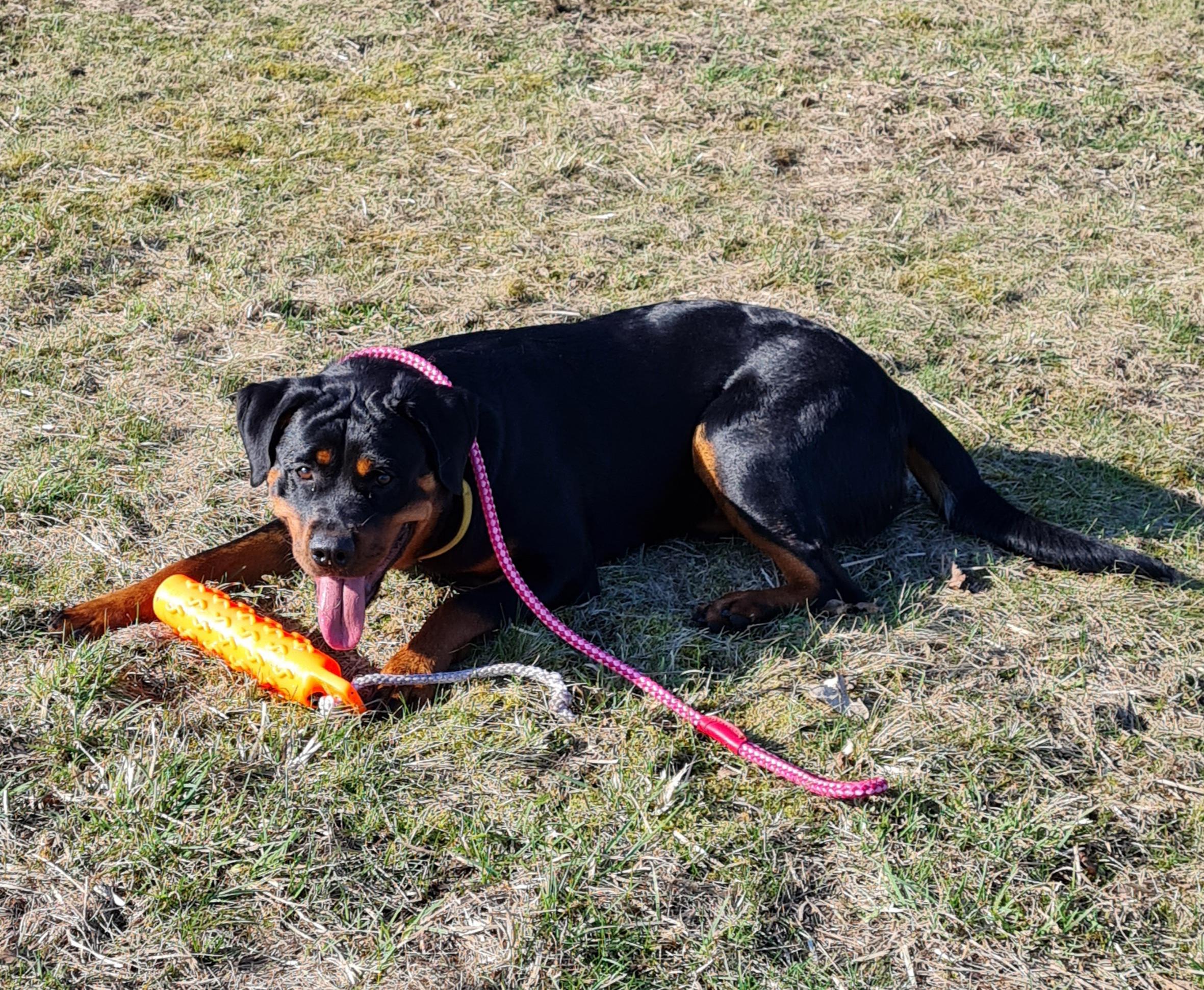 My pup protecting her toy! | Scrolller