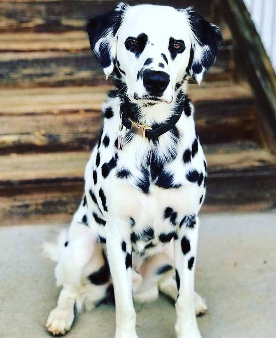 My Pupal who has eyes like heart shape | Scrolller